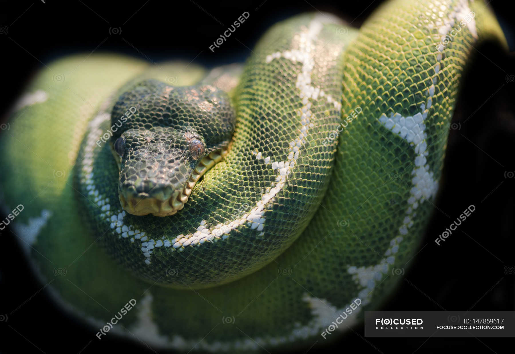 Emerald Tree Boa on tree — biology, close up - Stock Photo | #147859617