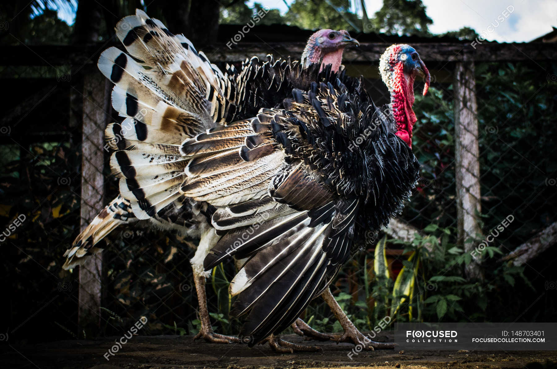 Two turkeys walking — natural, background - Stock Photo | #148703401