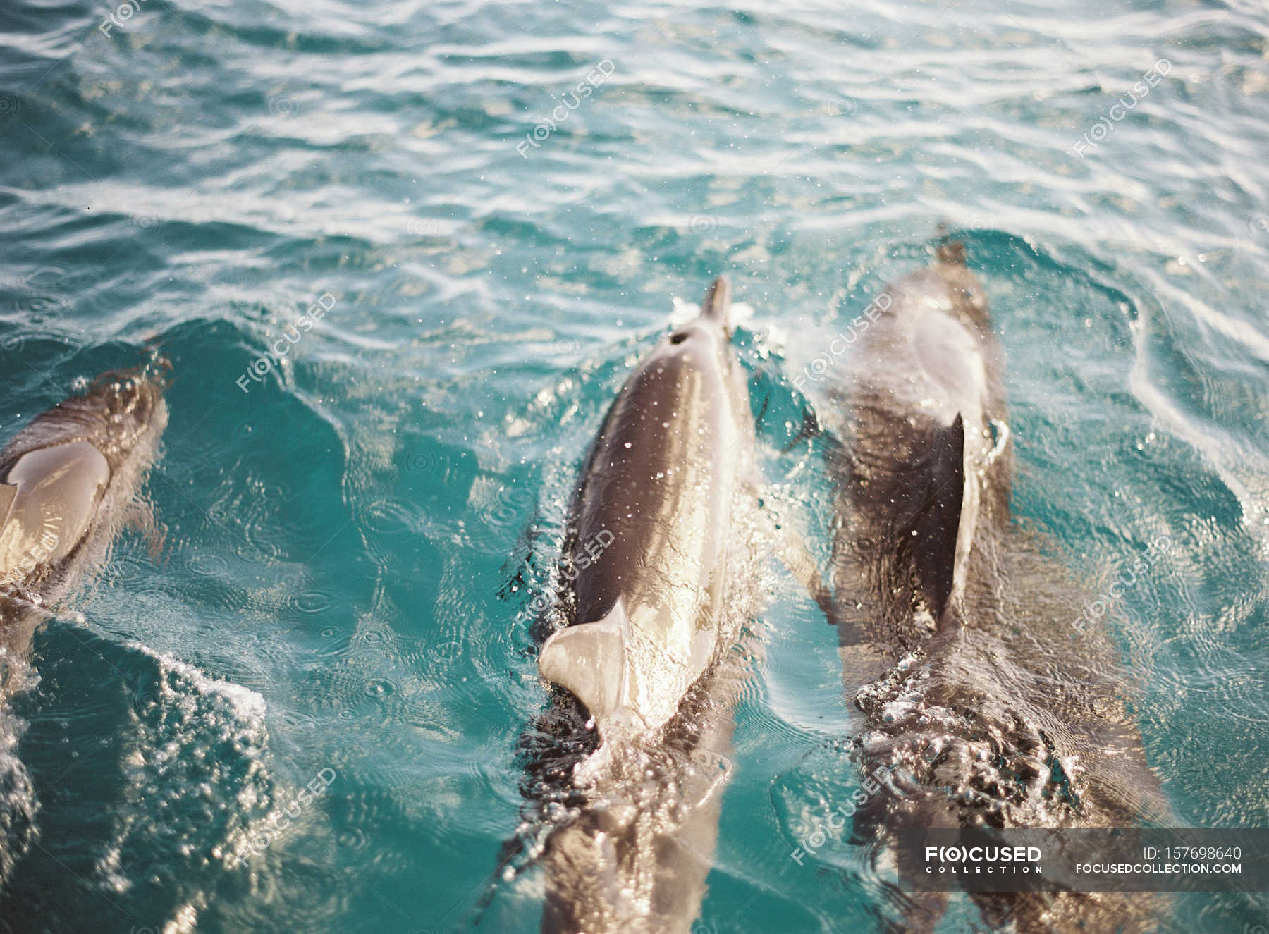 Bottlenose dolphins swimming in ocean — brown, picturesque - Stock ...