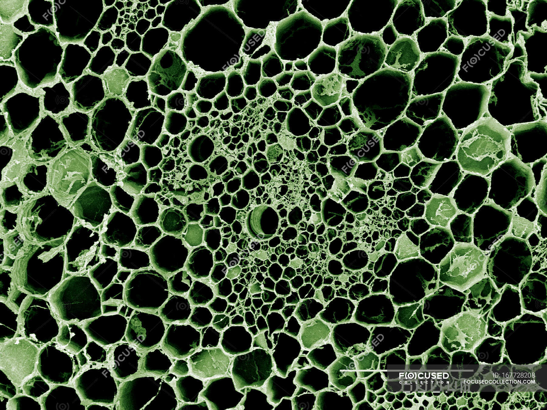 Cross Section Of Stem Of Peruvian Lily Sem — Microscopic Scanning Electron Microscope Stock
