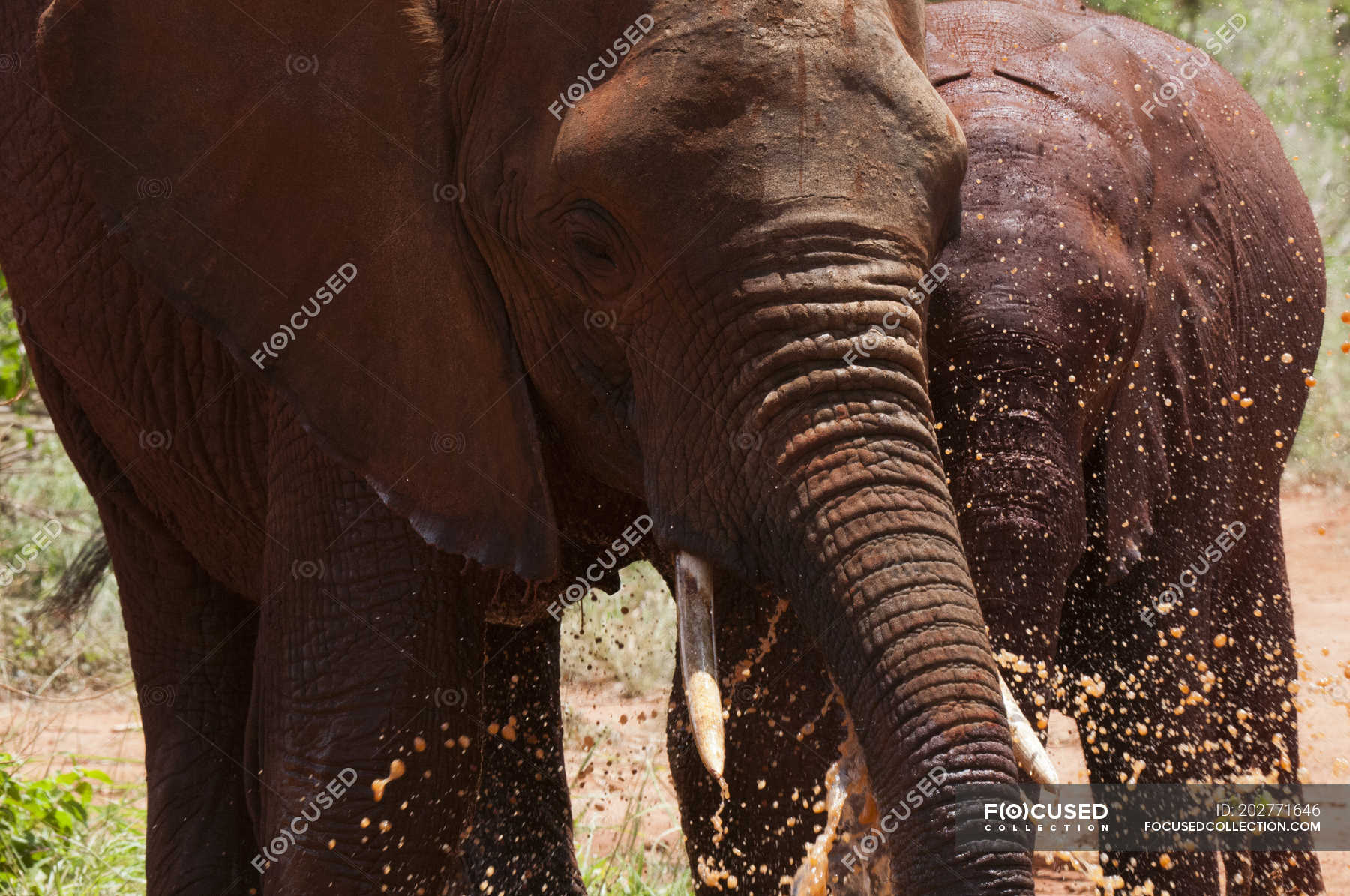 Two elephants - Stock Photos, Royalty Free Images | Focused