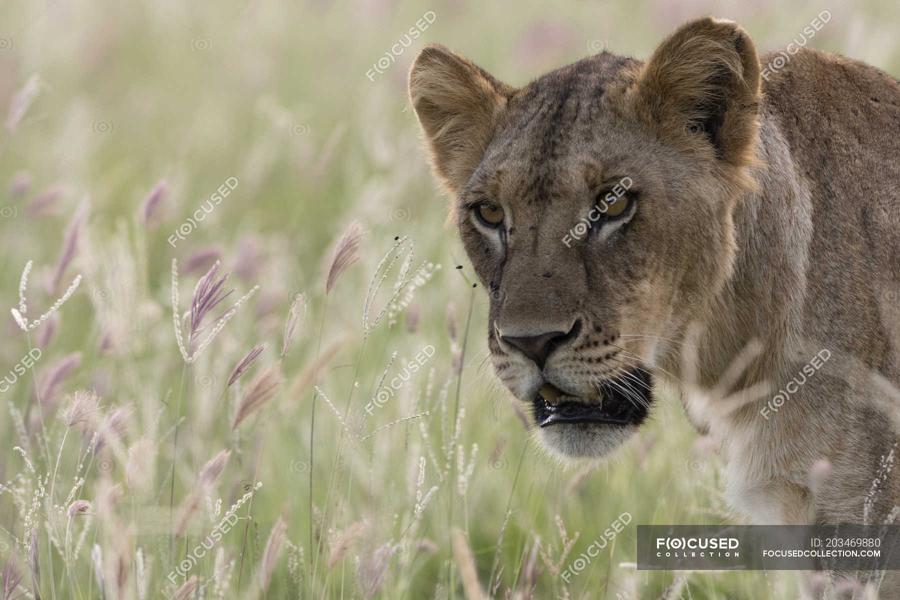 Lioness Sitting Profile