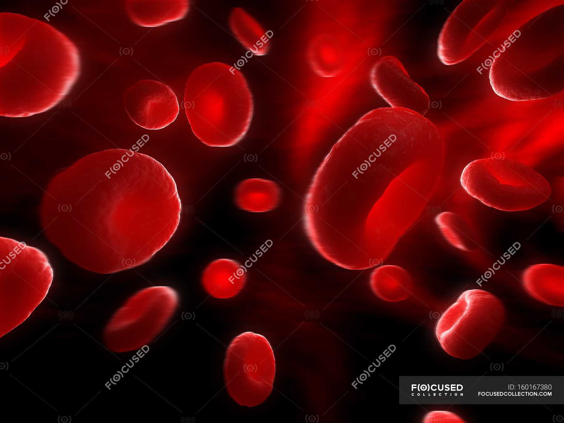 Red blood cells — circulatory system, computer - Stock Photo | #160167380