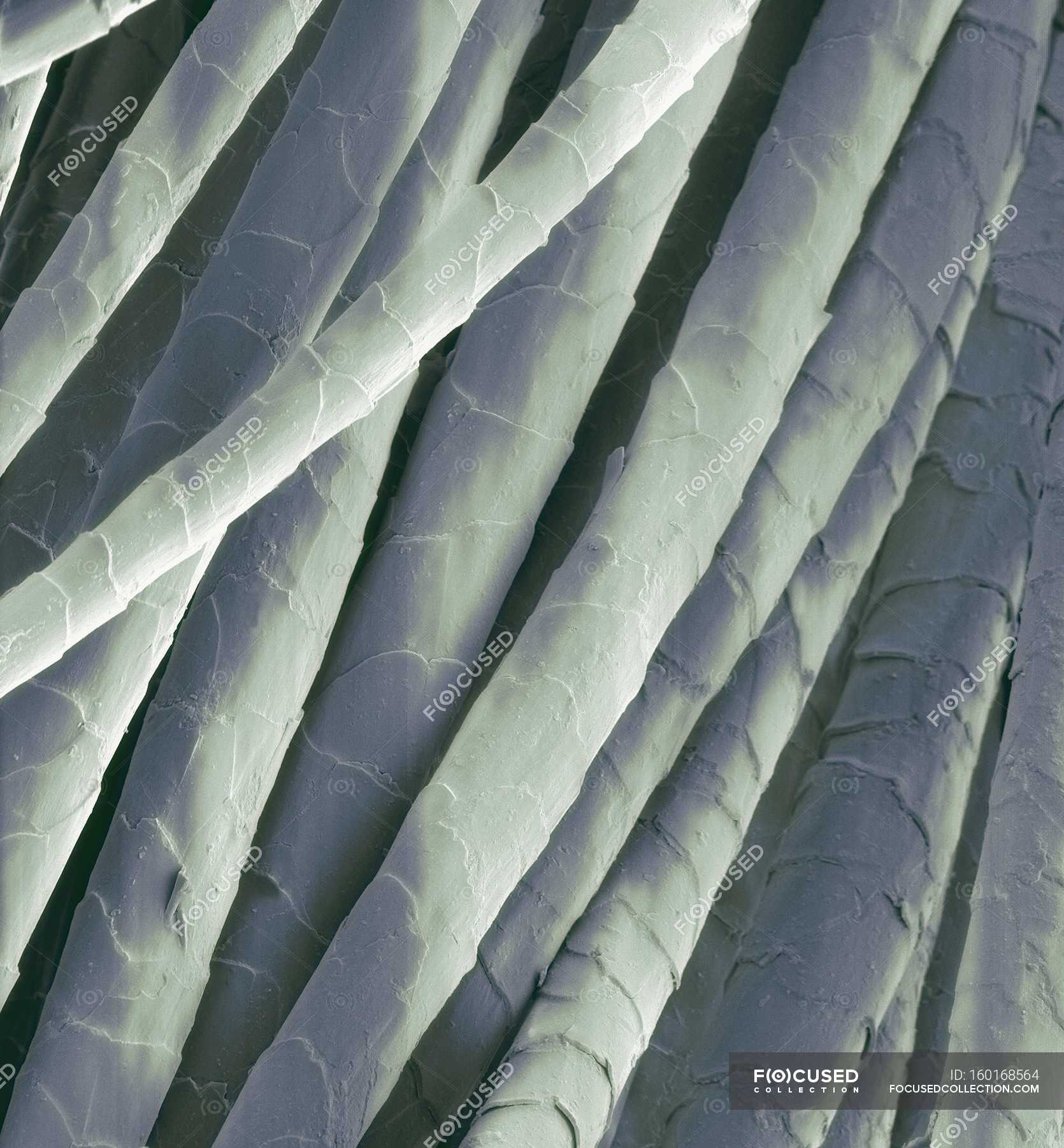 Cashmere wool fibres, coloured scanning electron micrograph (SEM ... Cashmere wool fibres, coloured scanning electron micrograph (SEM ...