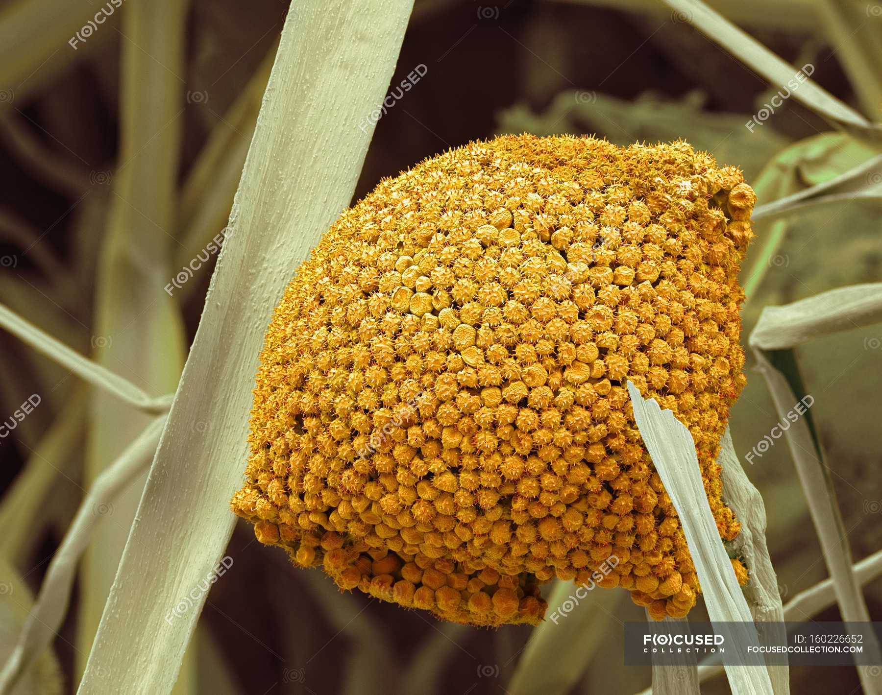 Células fúngicas de esporangio con esporas — biológico, reproducción ...