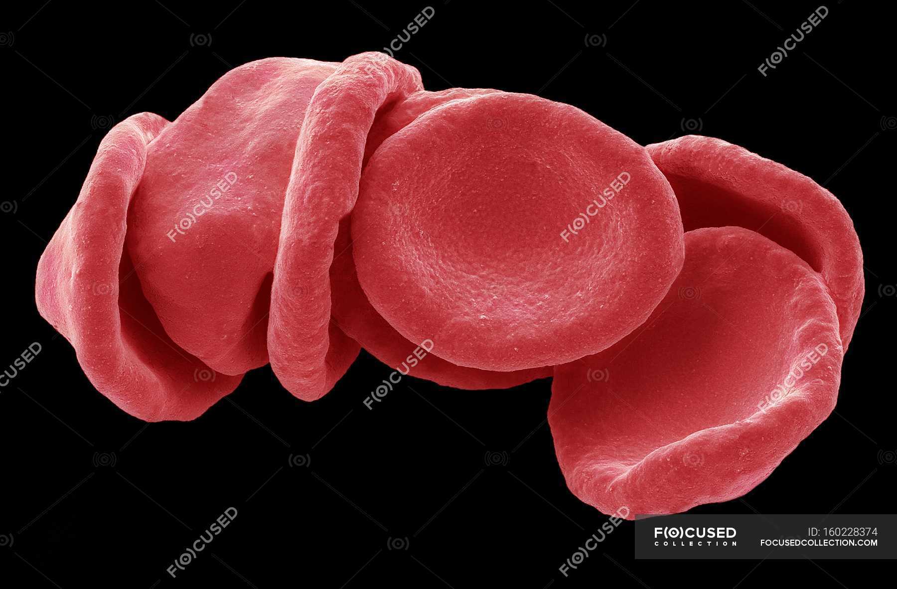 Red blood cells — human blood cells, circulatory system - Stock Photo ...