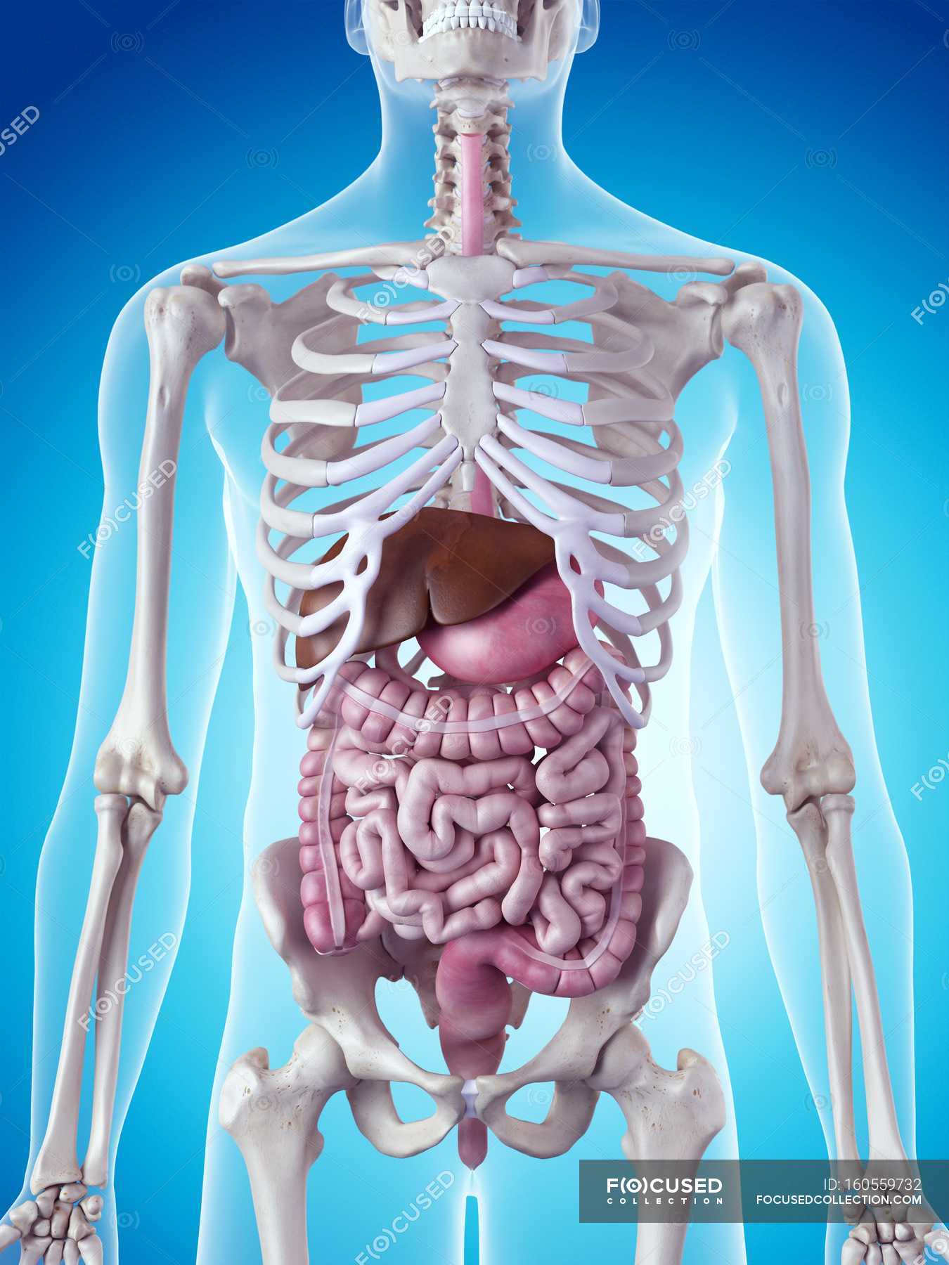 Internal Organs And Skeletal System Scientific Illustration Concept 