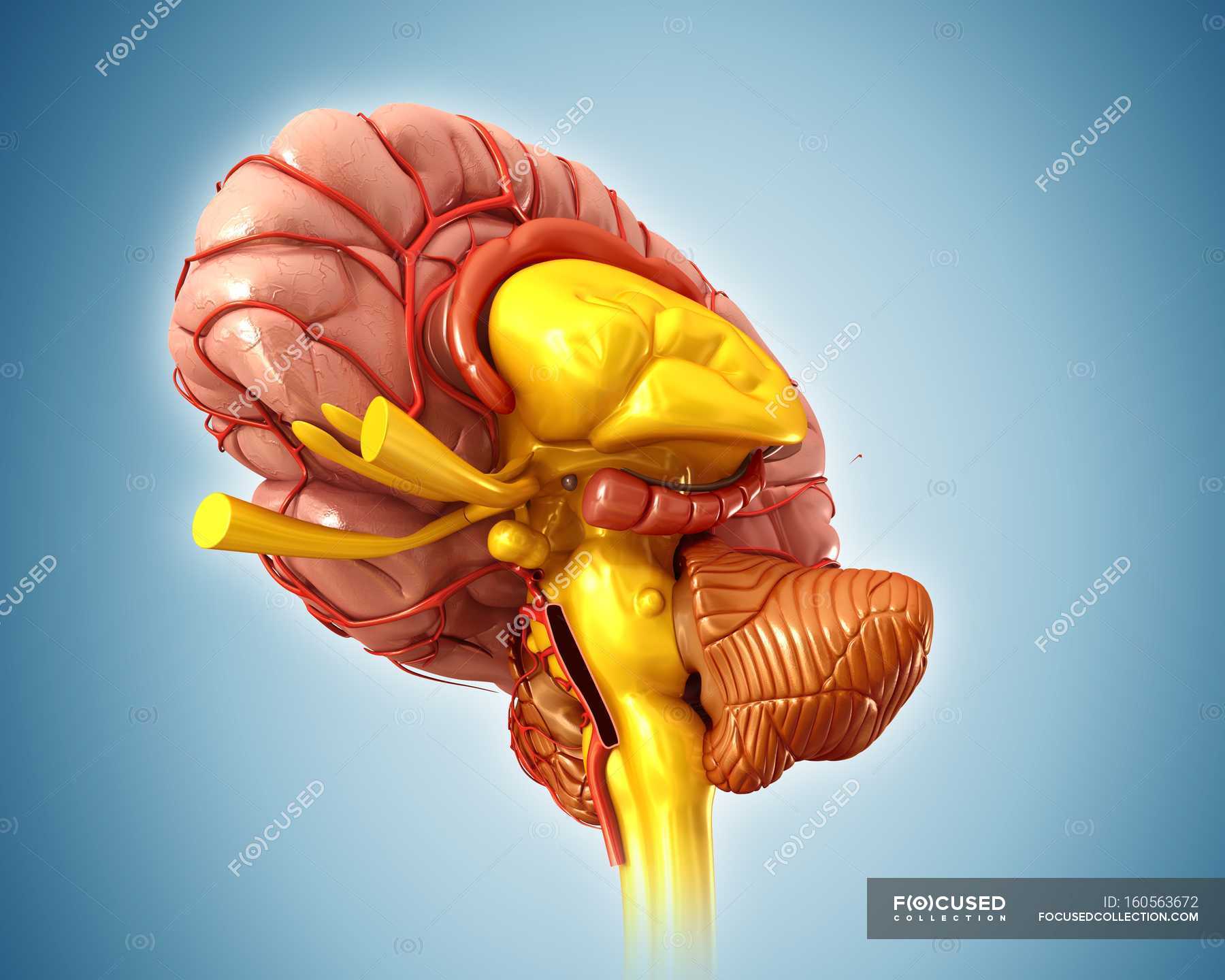 Human brain anatomy — biological, details - Stock Photo | #160563672
