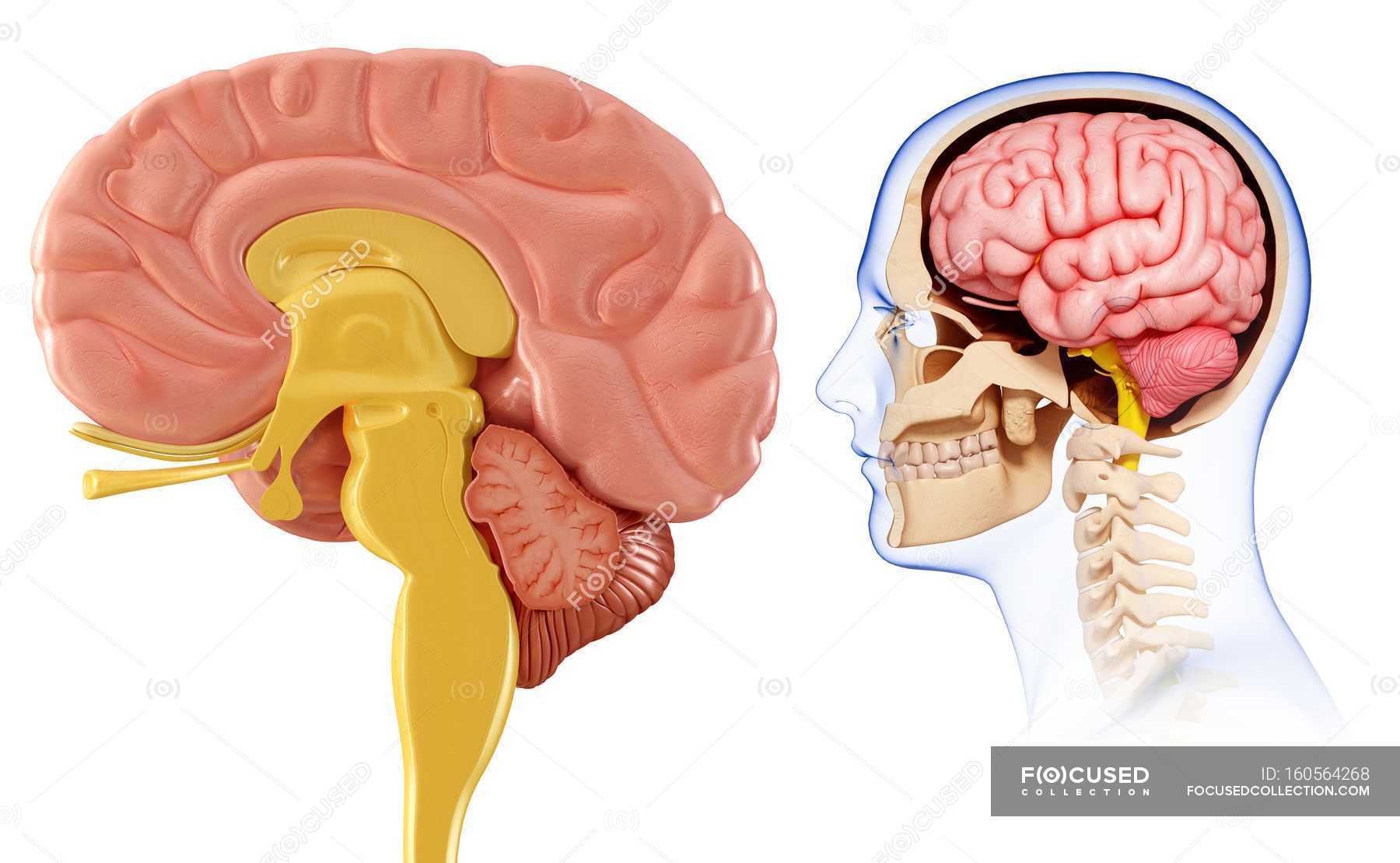 Brain Cross Section Labeled