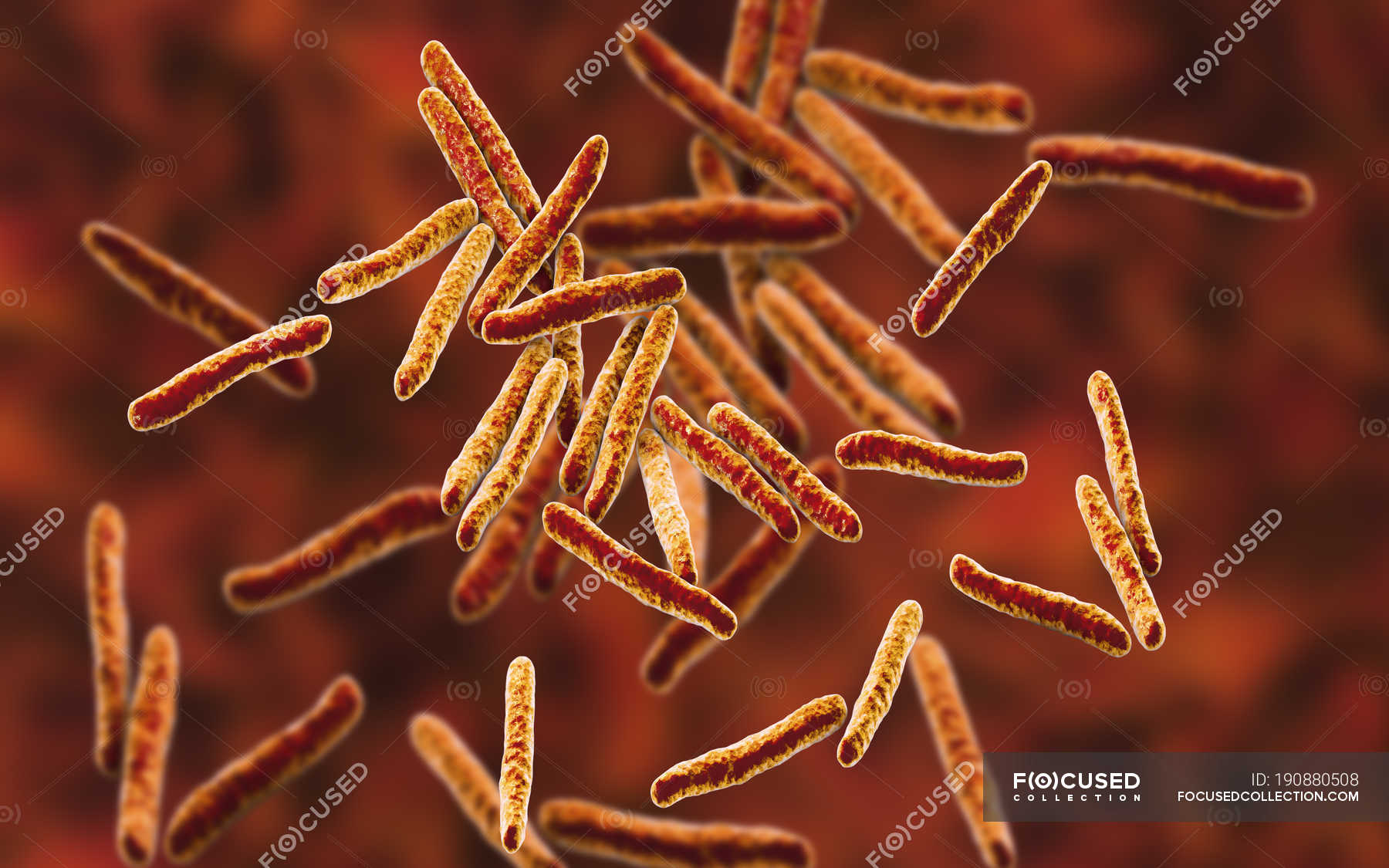 Digital illustration of gram-positive rod-shaped mycobacterium tuberculosis bacteria. — micro ...