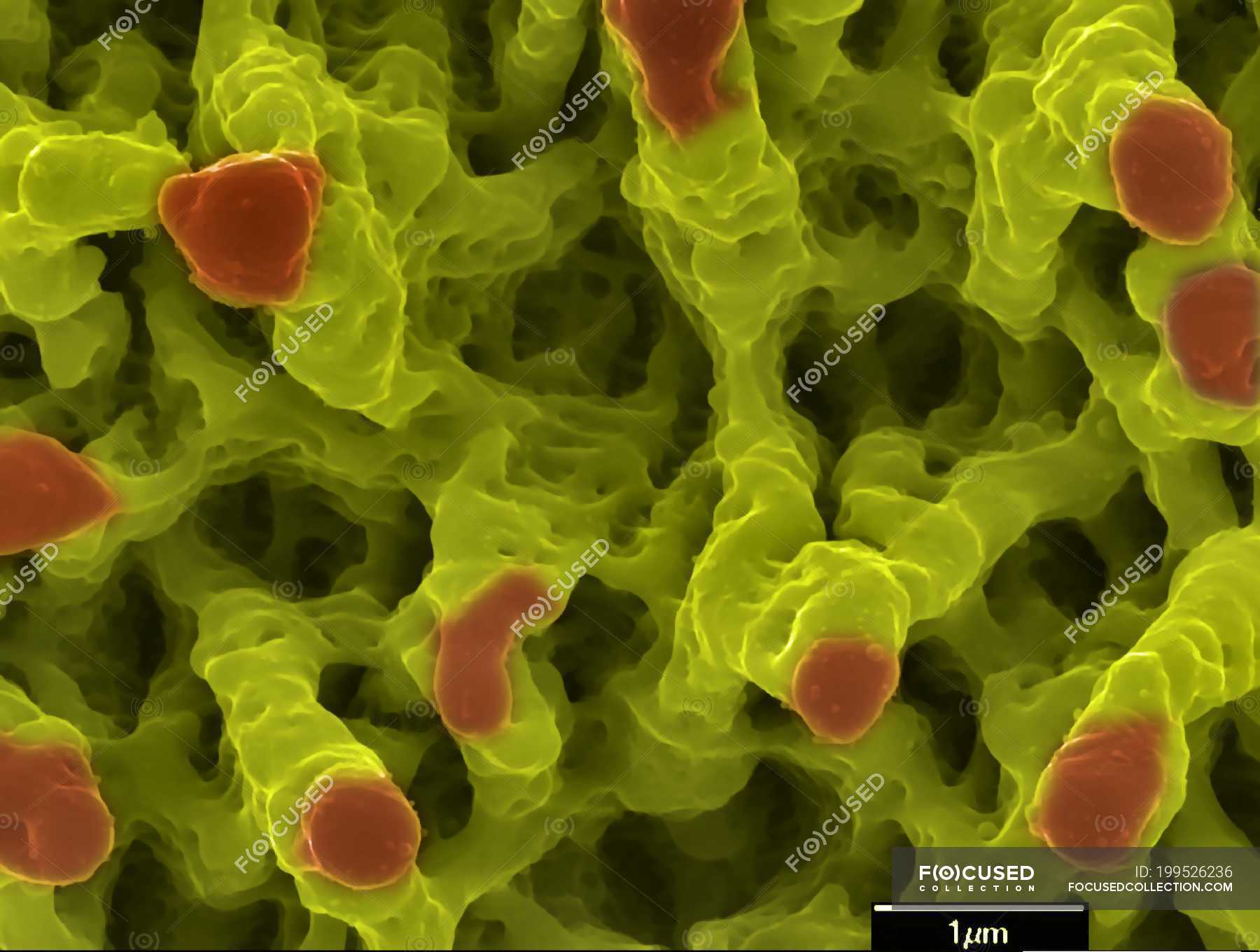 Colored scanning electron micrograph of microstructures formed on ...