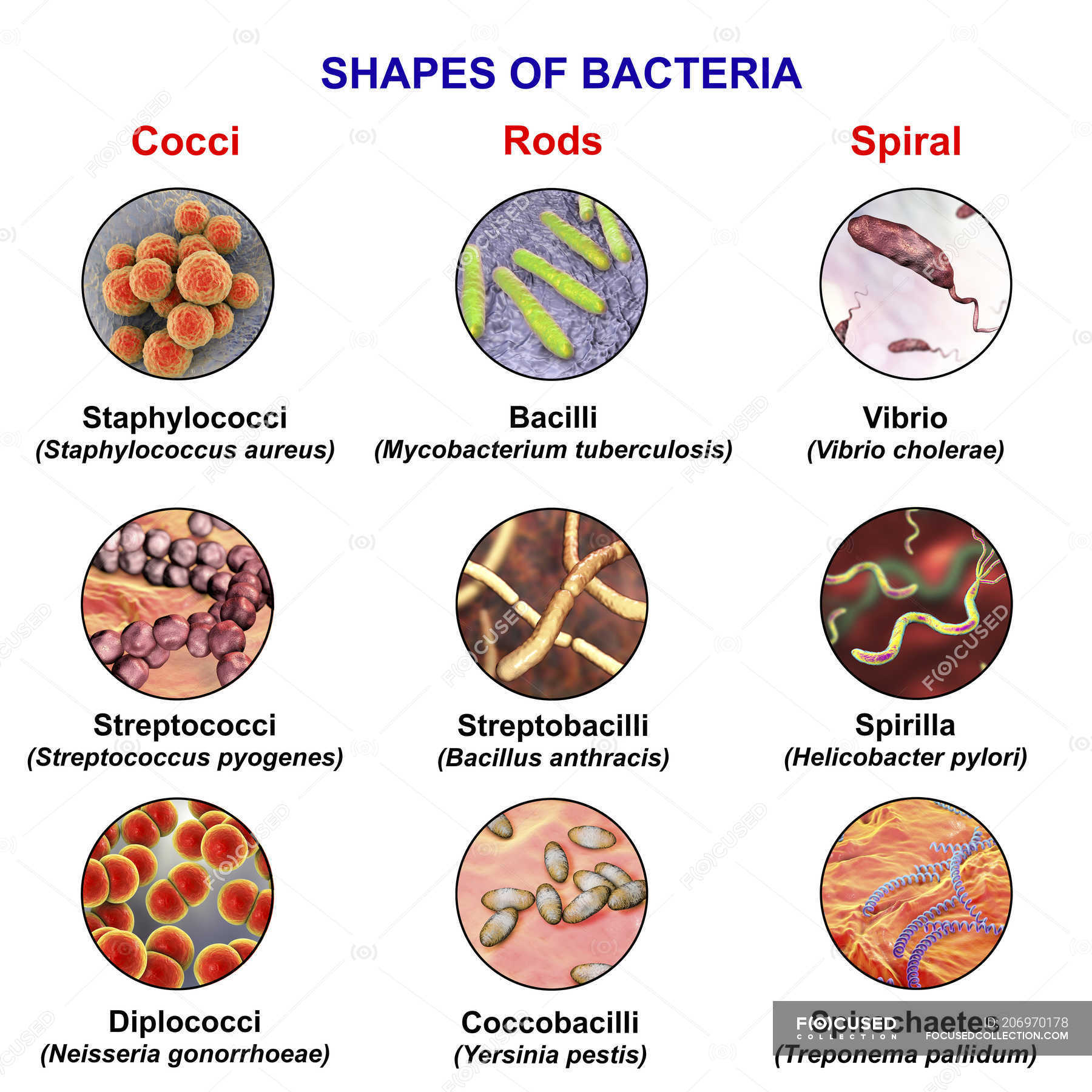 All Bacteria Shapes Resortgilit