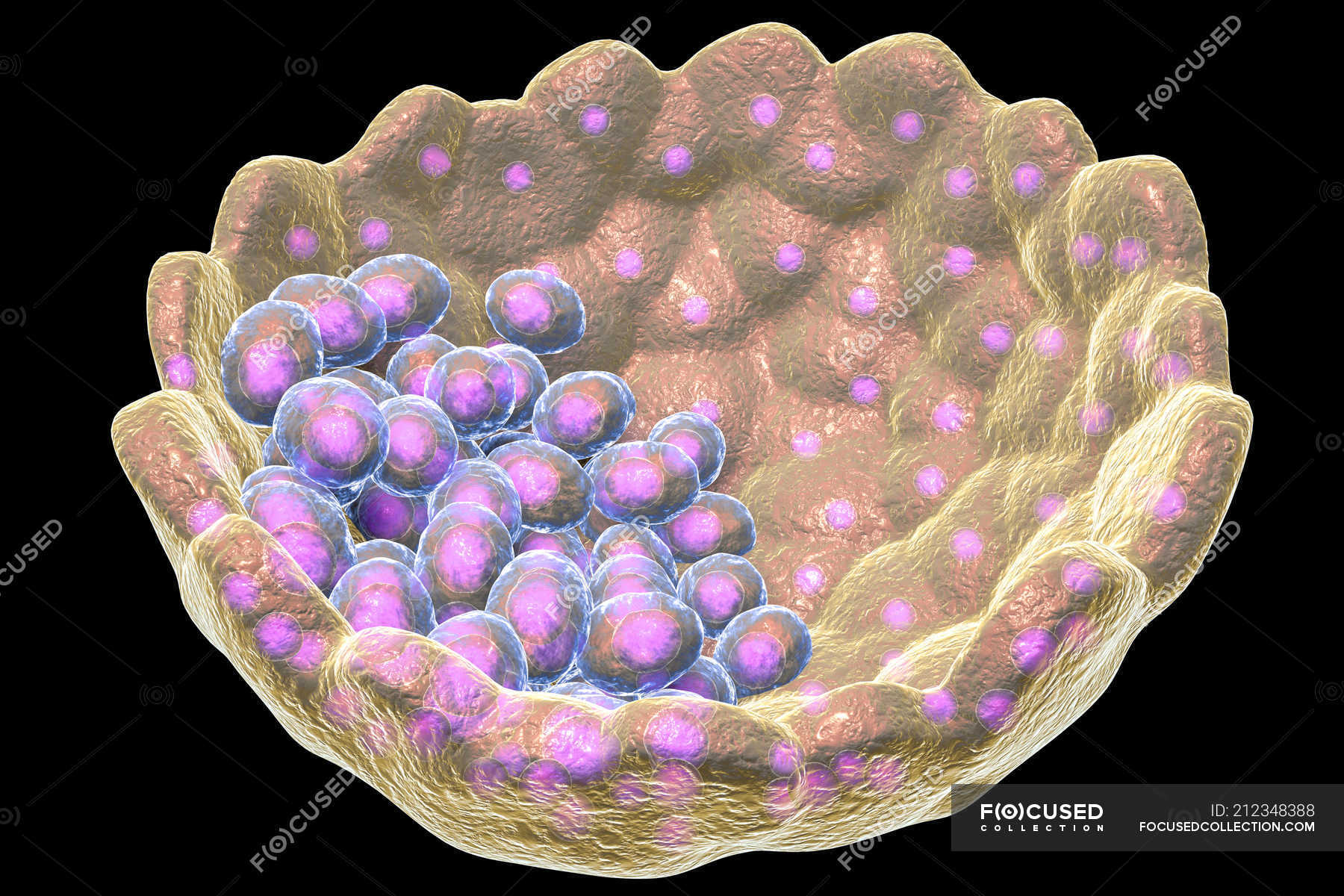 Blastocyst Hollow Ball Of Cells With Fluid Digital Illustration blastocyst-hollow-ball-of-cells-with-fluid-digital-illustration