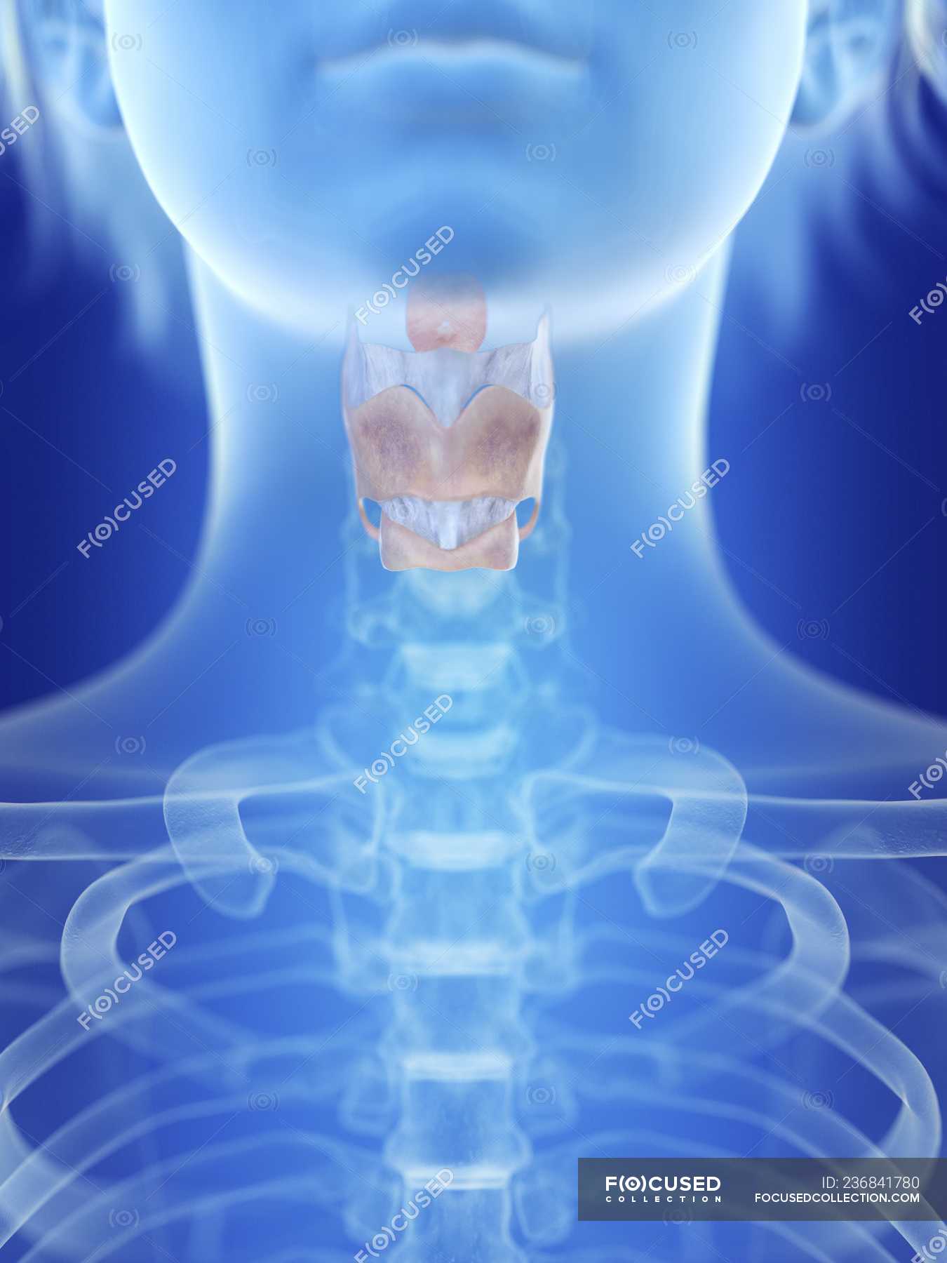 Illustration of female silhouette with highlighted larynx. — medical ...