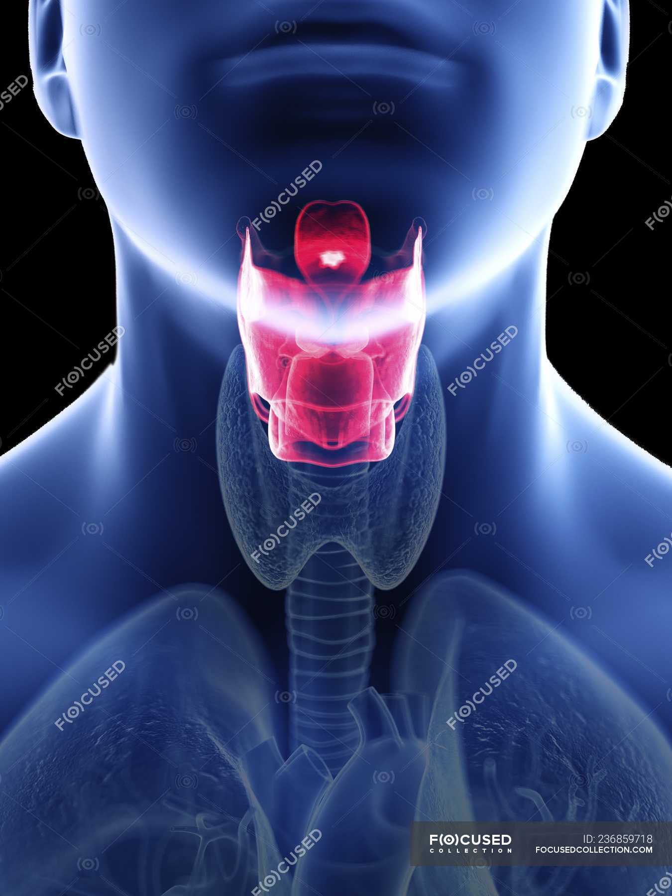 Illustration of larynx in male body silhouette, close-up. — 3d ...