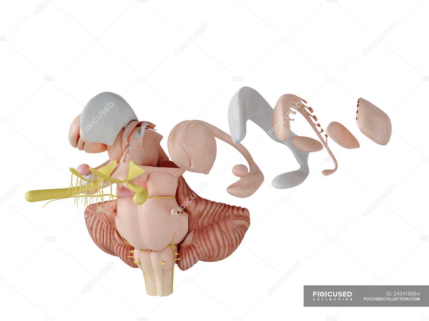 3d rendered illustration of brain anatomy on white background. — fornix ... 3d rendered illustration of brain anatomy on white background. — fornix ...