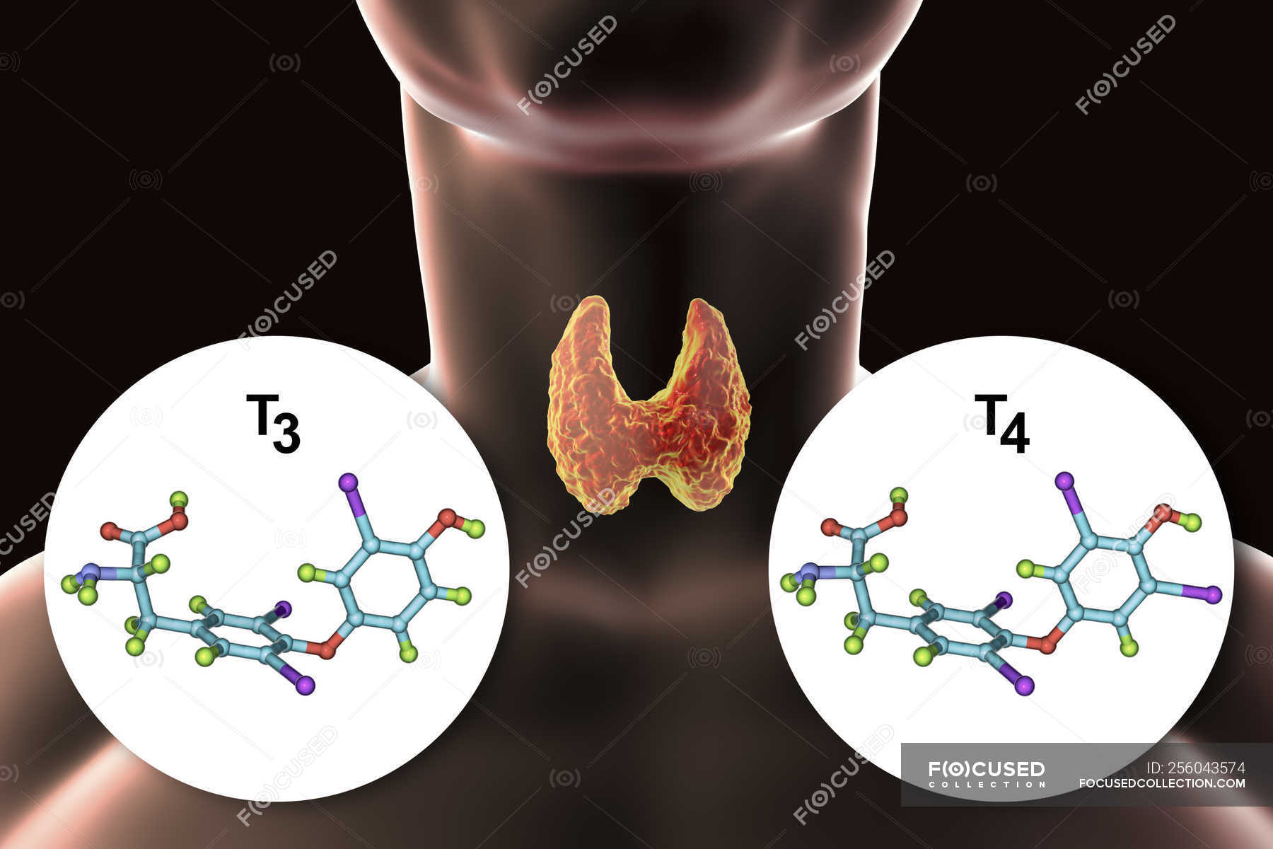 Molecules of thyroid hormones triiodothyronine T3 and thyroxine T4 in human body, digital ...