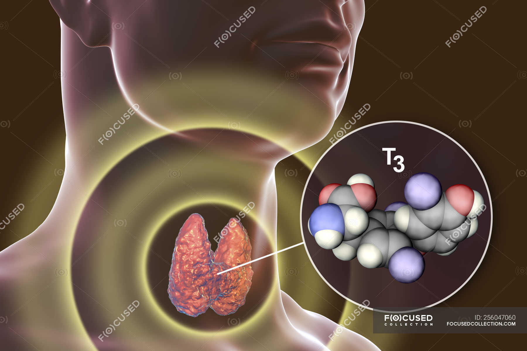 Molecule of triiodothyronine T3 hormone produced by thyroid gland, digital illustration ...