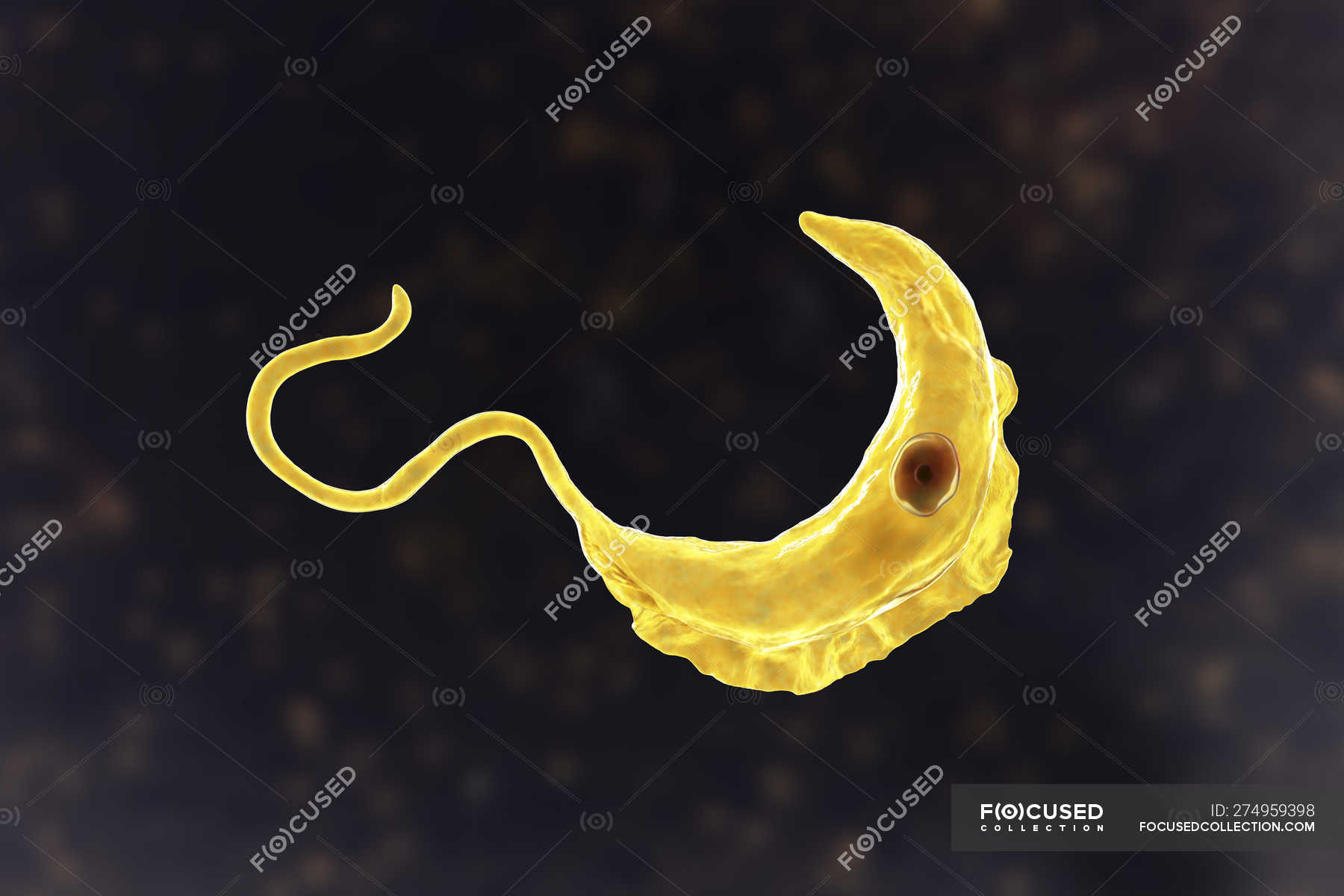Digital illustration of trypanosome protozoan parasite causing sleeping ... Digital illustration of trypanosome protozoan parasite causing sleeping ...