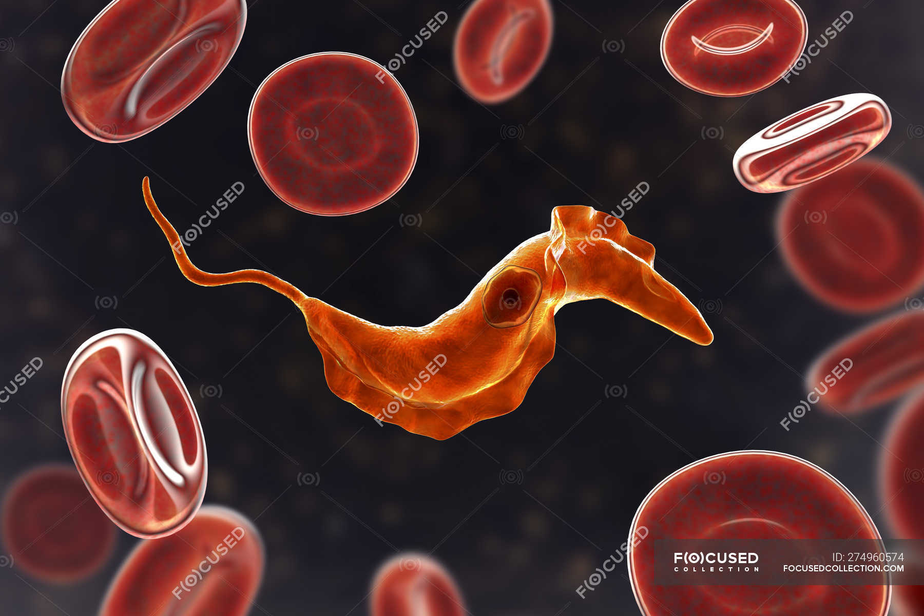 Digital illustration of trypanosome parasite in blood causing Chagas ... Digital illustration of trypanosome parasite in blood causing Chagas ...