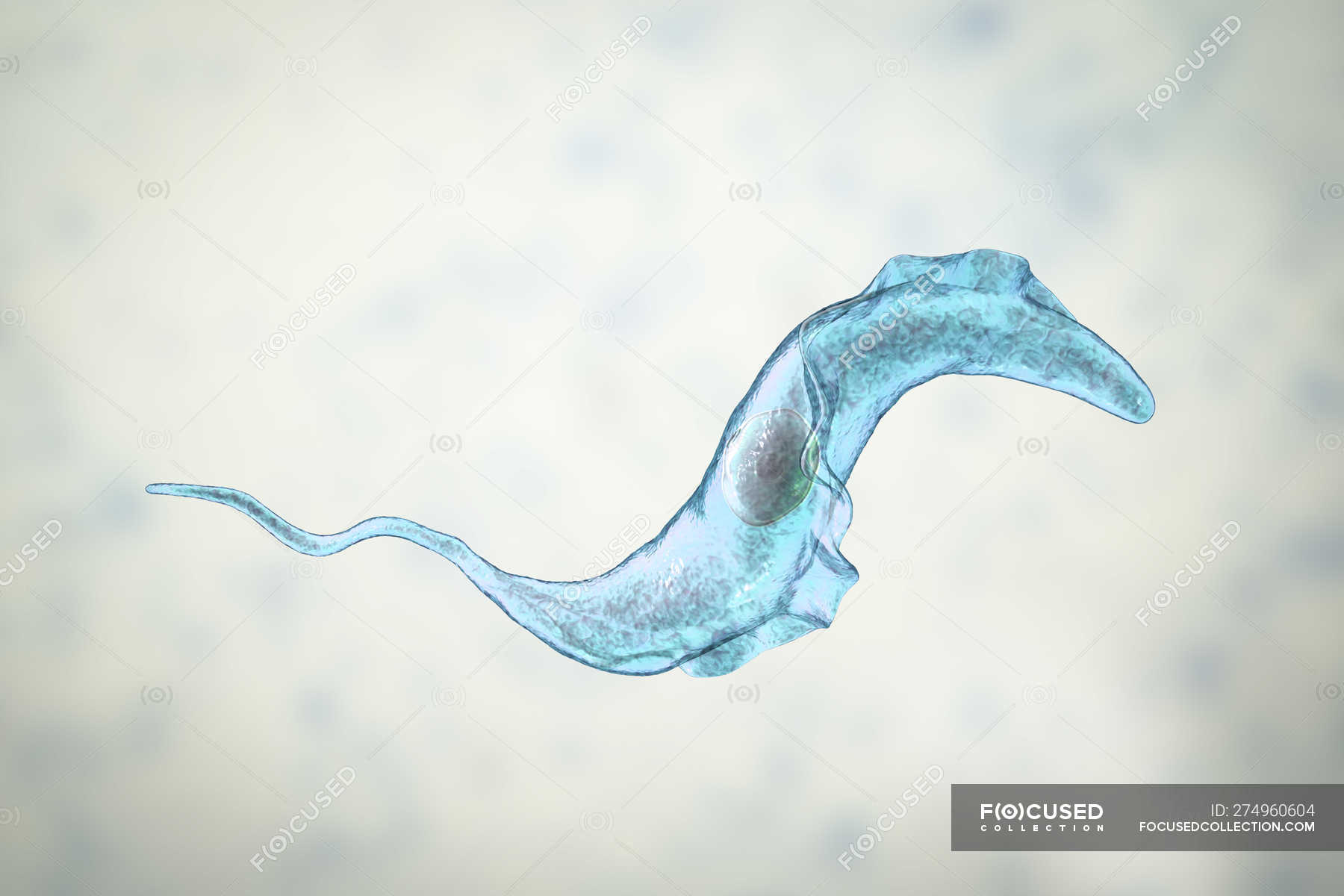 Digital illustration of trypanosome parasite causing Chagas disease ... Digital illustration of trypanosome parasite causing Chagas disease ...