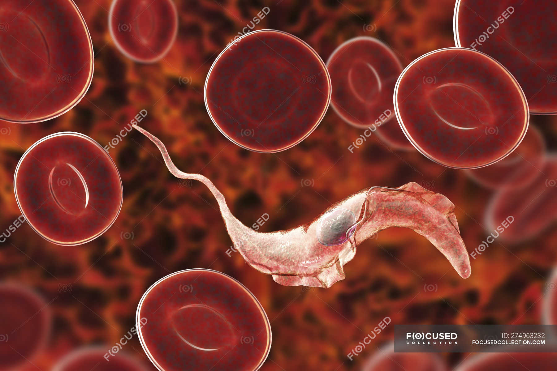 Digital illustration of trypanosome parasite in blood causing Chagas ... Digital illustration of trypanosome parasite in blood causing Chagas ...