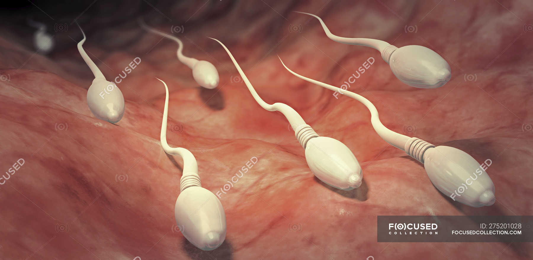 3d illustration of sperm cells moving towards human womb. — insemination, artwork - Stock Photo ...