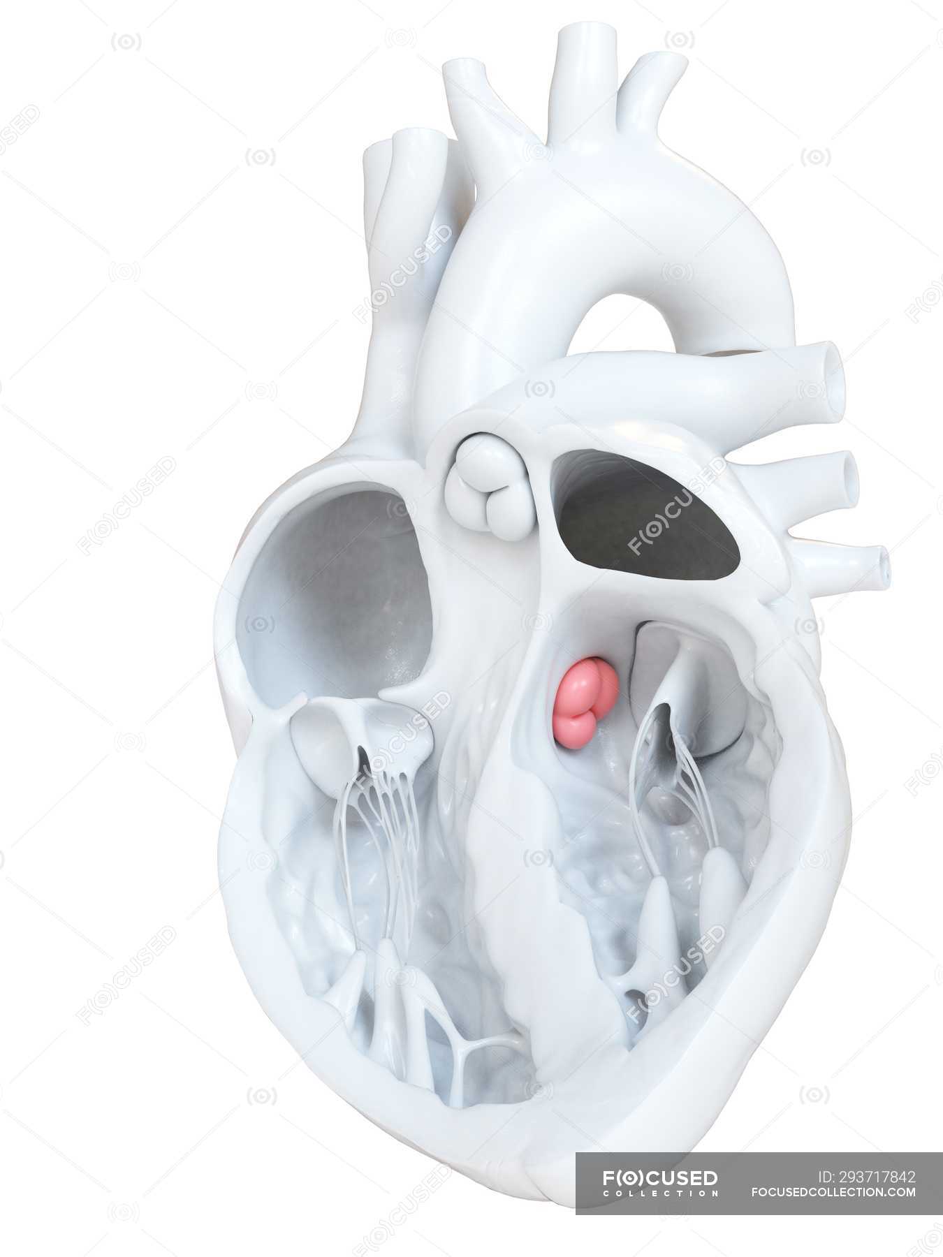 Human Heart Anatomy Showing Aortic Valve Cross Section Illustration