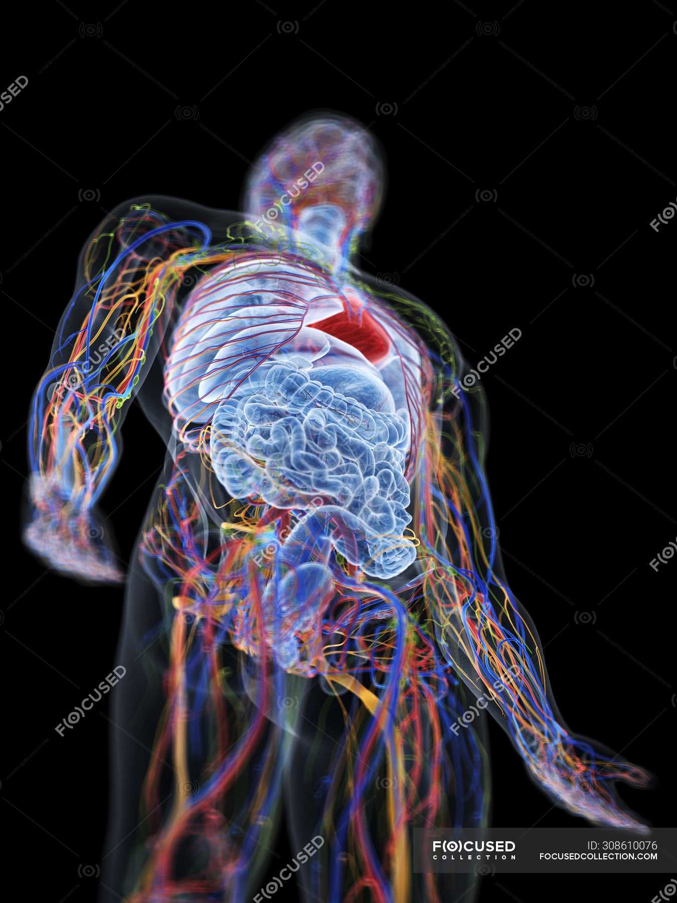 Human body model showing male anatomy and blood vessels, digital ...