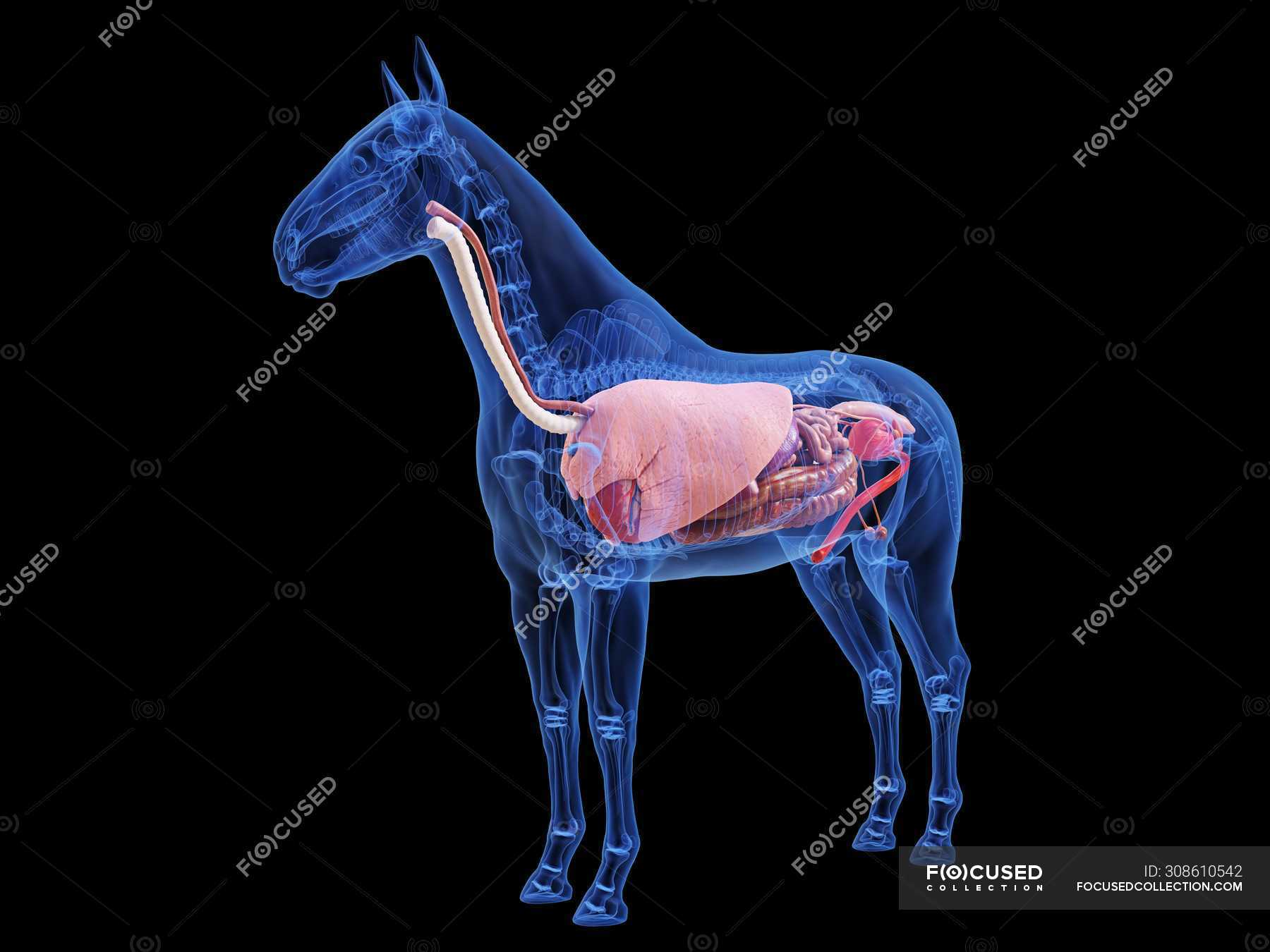 Horse anatomy with visible internal organs, computer illustration ...