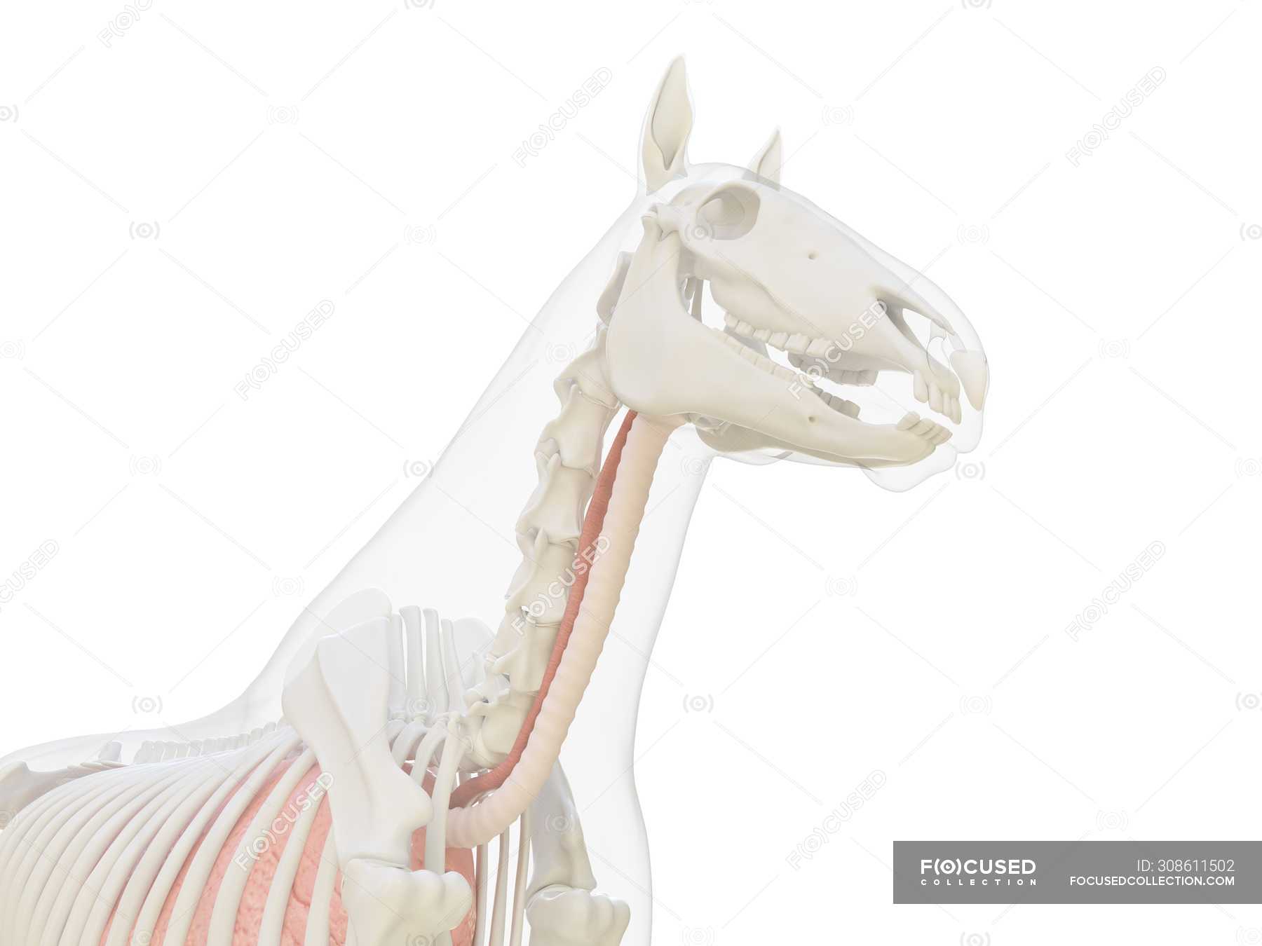 Horse anatomy and skeletal system of upper body, computer illustration ...