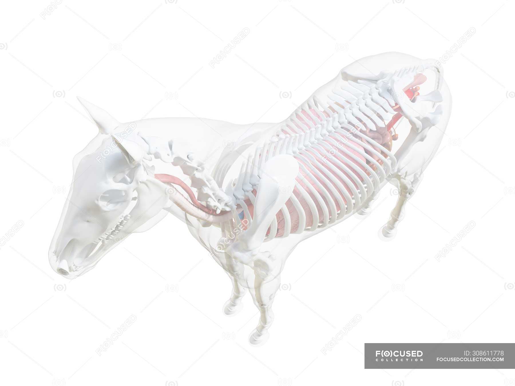 Horse anatomy and skeletal system, computer illustration. — nature ...