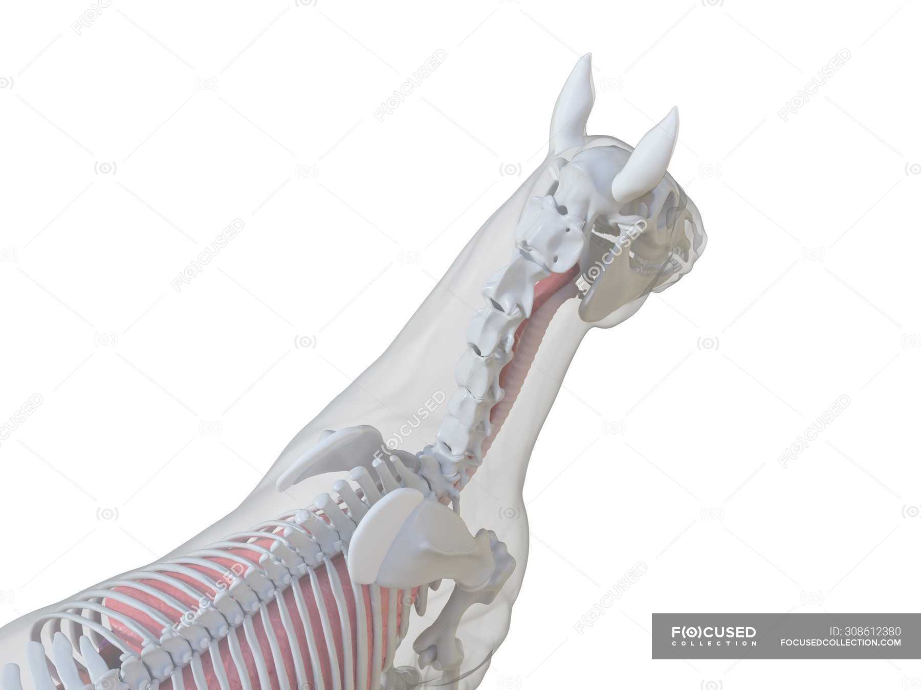 Horse anatomy and skeletal system, computer illustration. — digital ...