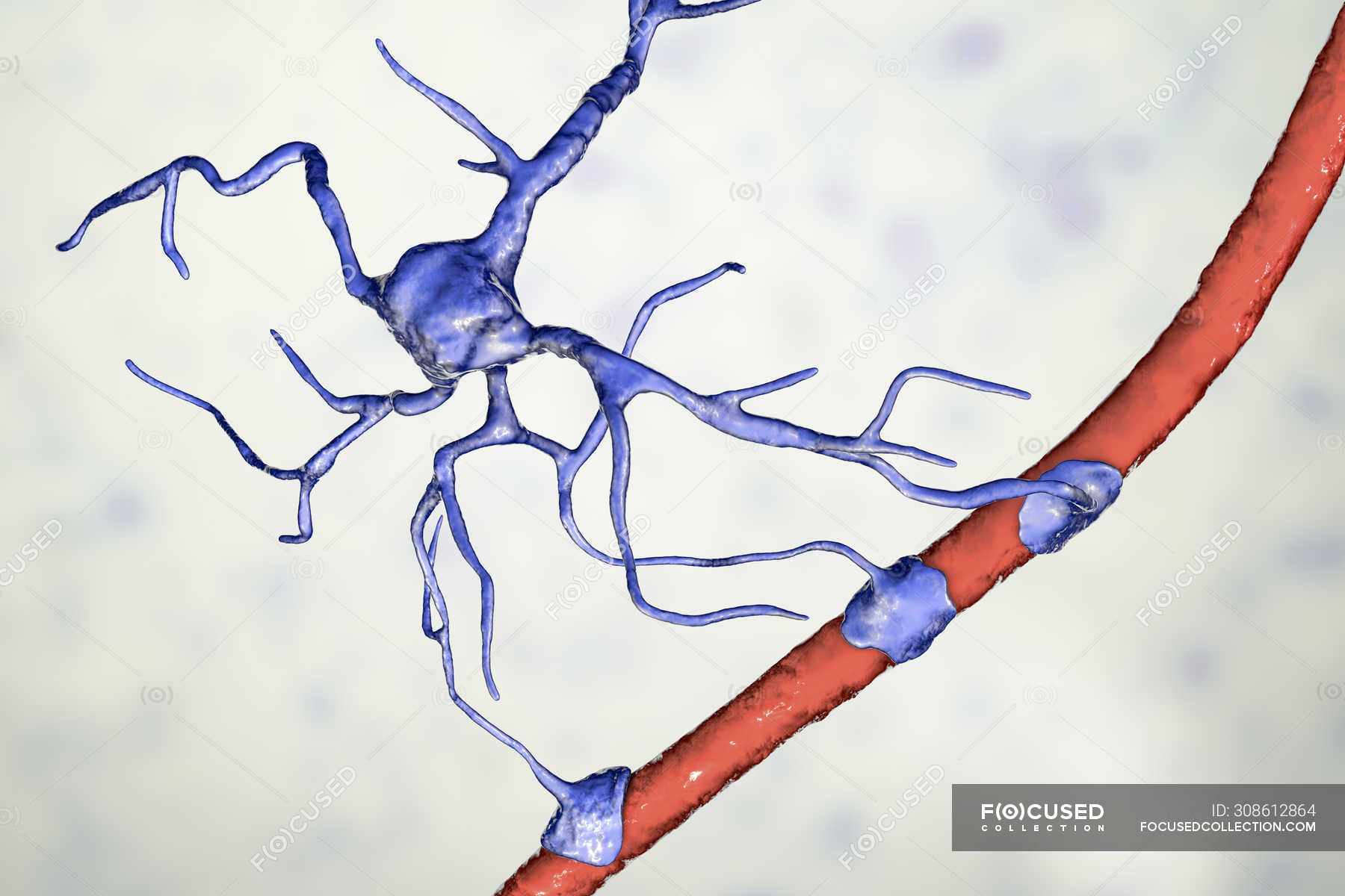 Astrocyte brain glial cell connecting neuronal cells to blood vessel ... Astrocyte brain glial cell connecting neuronal cells to blood vessel ...