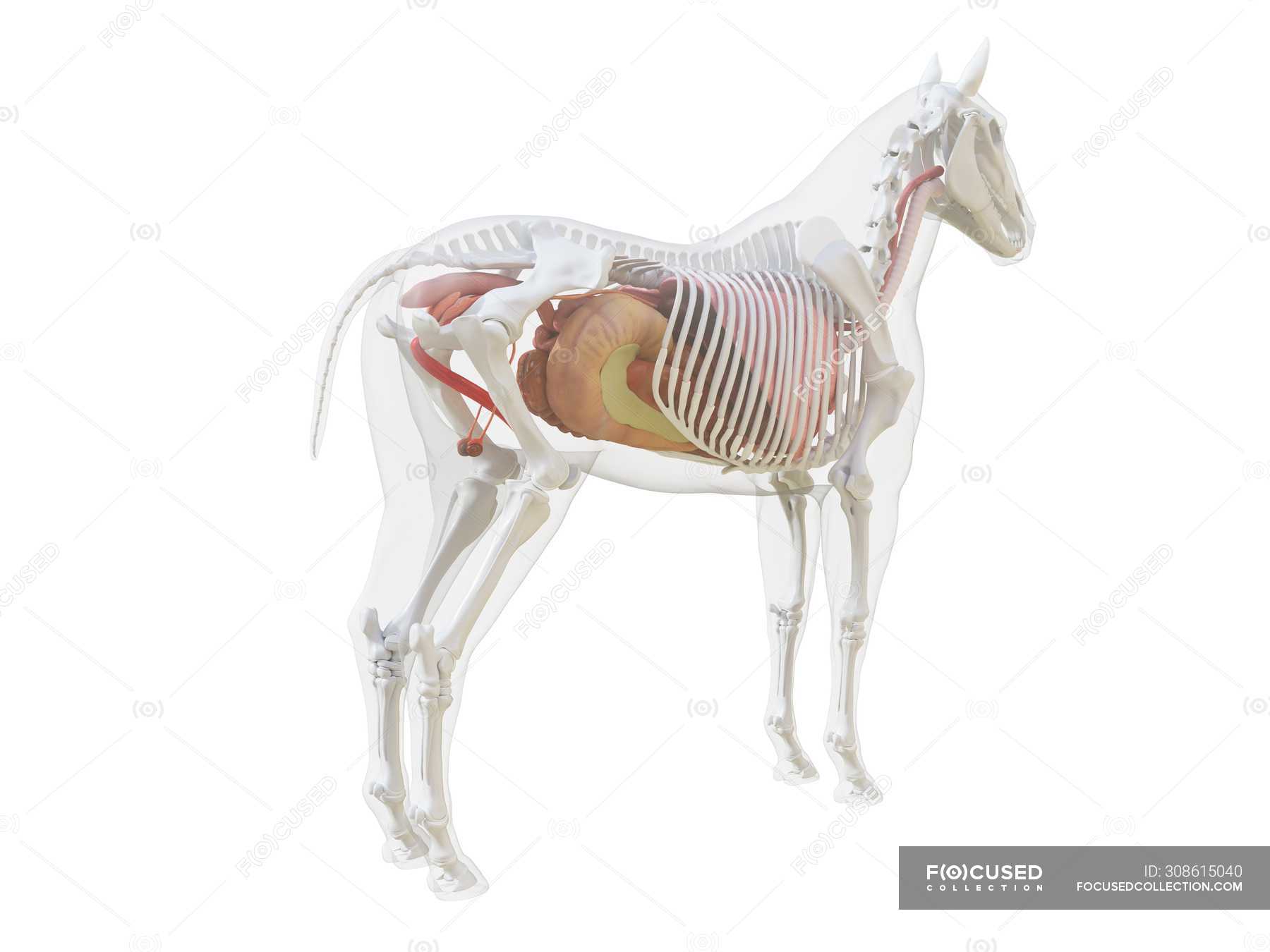 Horse anatomy and skeletal system, computer illustration. — nature ...