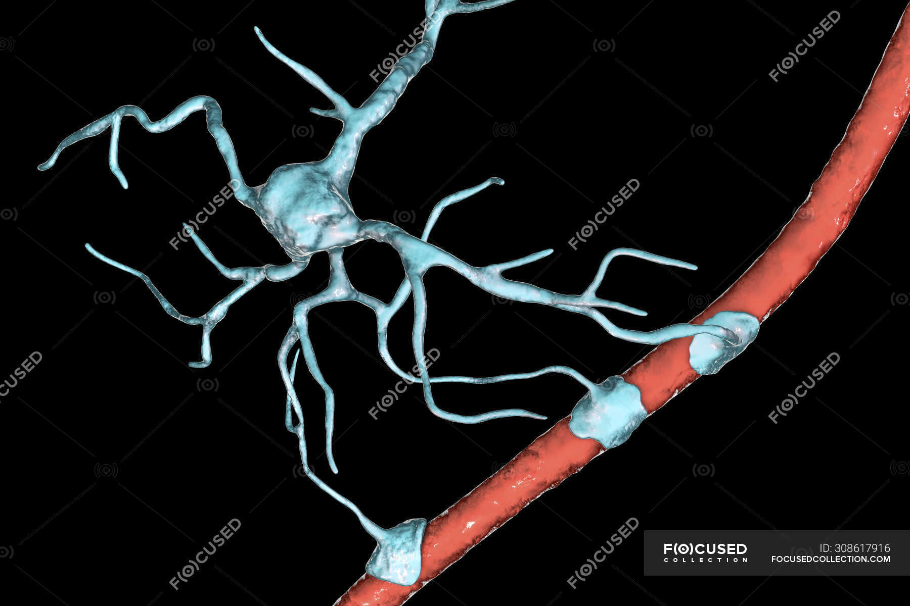 Astrocyte brain glial cell connecting neuronal cells to blood vessel ... Astrocyte brain glial cell connecting neuronal cells to blood vessel ...