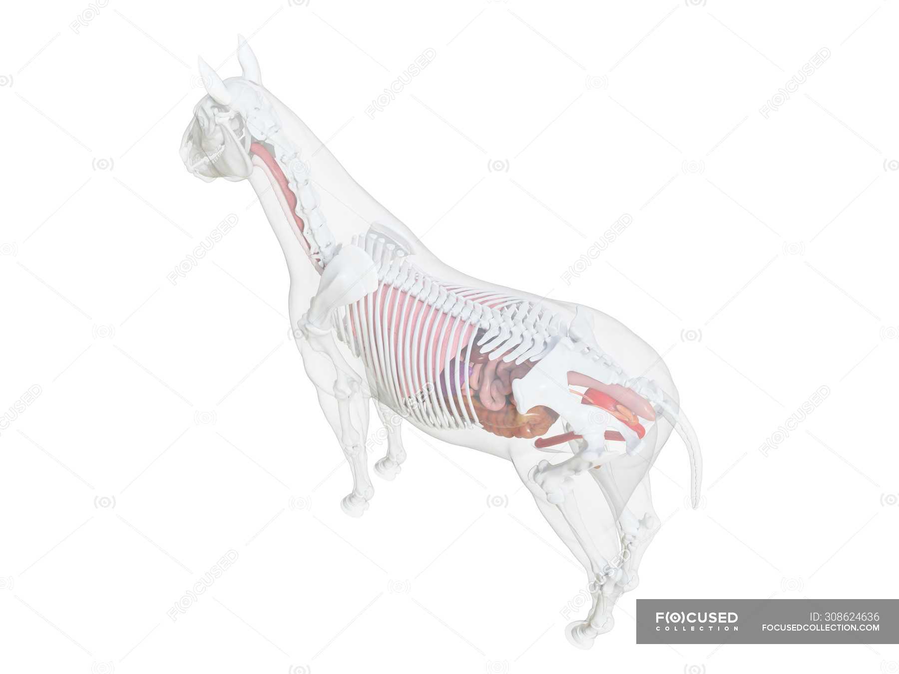 Horse anatomy and skeletal system, computer illustration. — colon, x ...