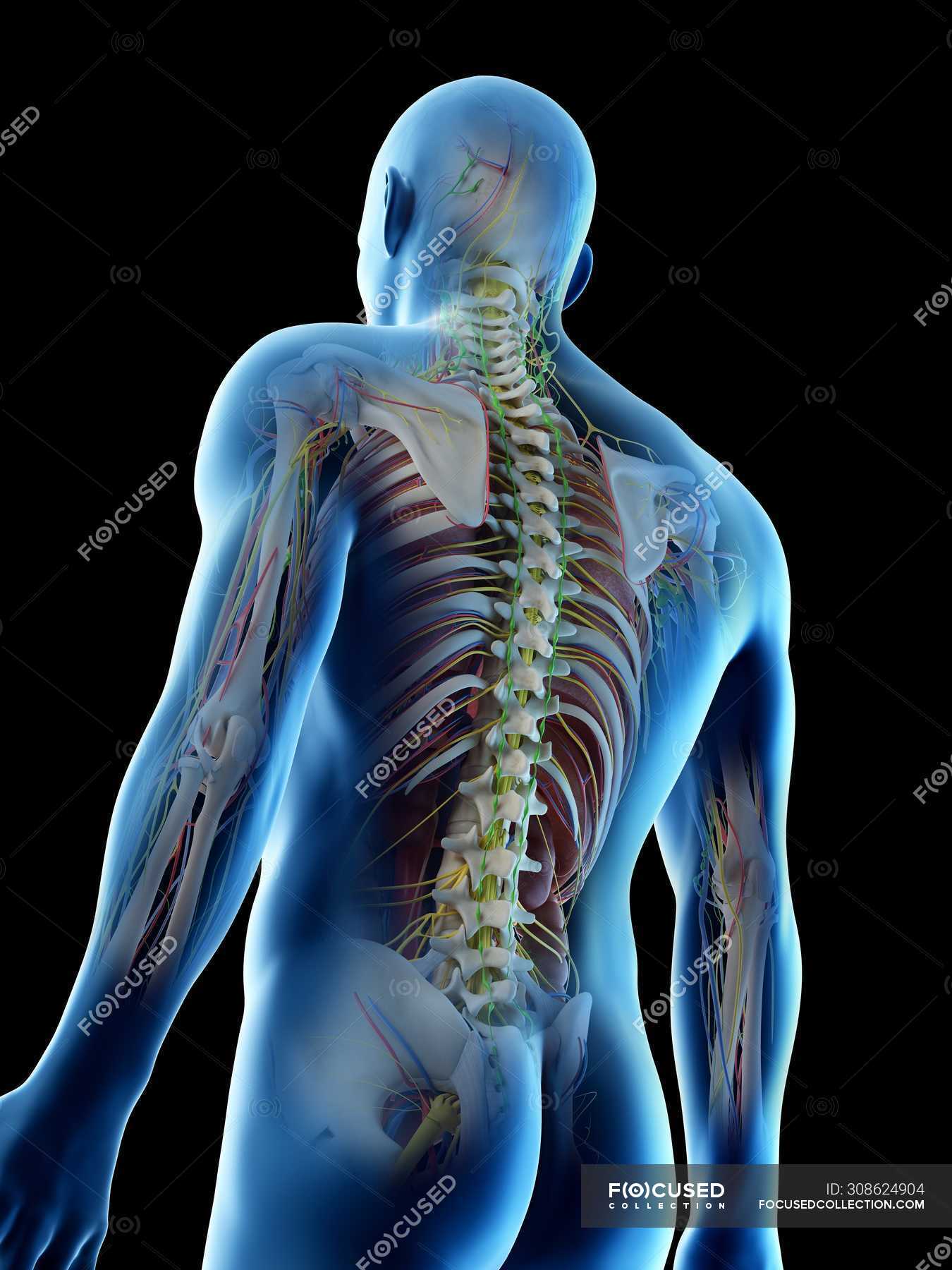 Human body model showing male anatomy, digital illustration. — normal ...