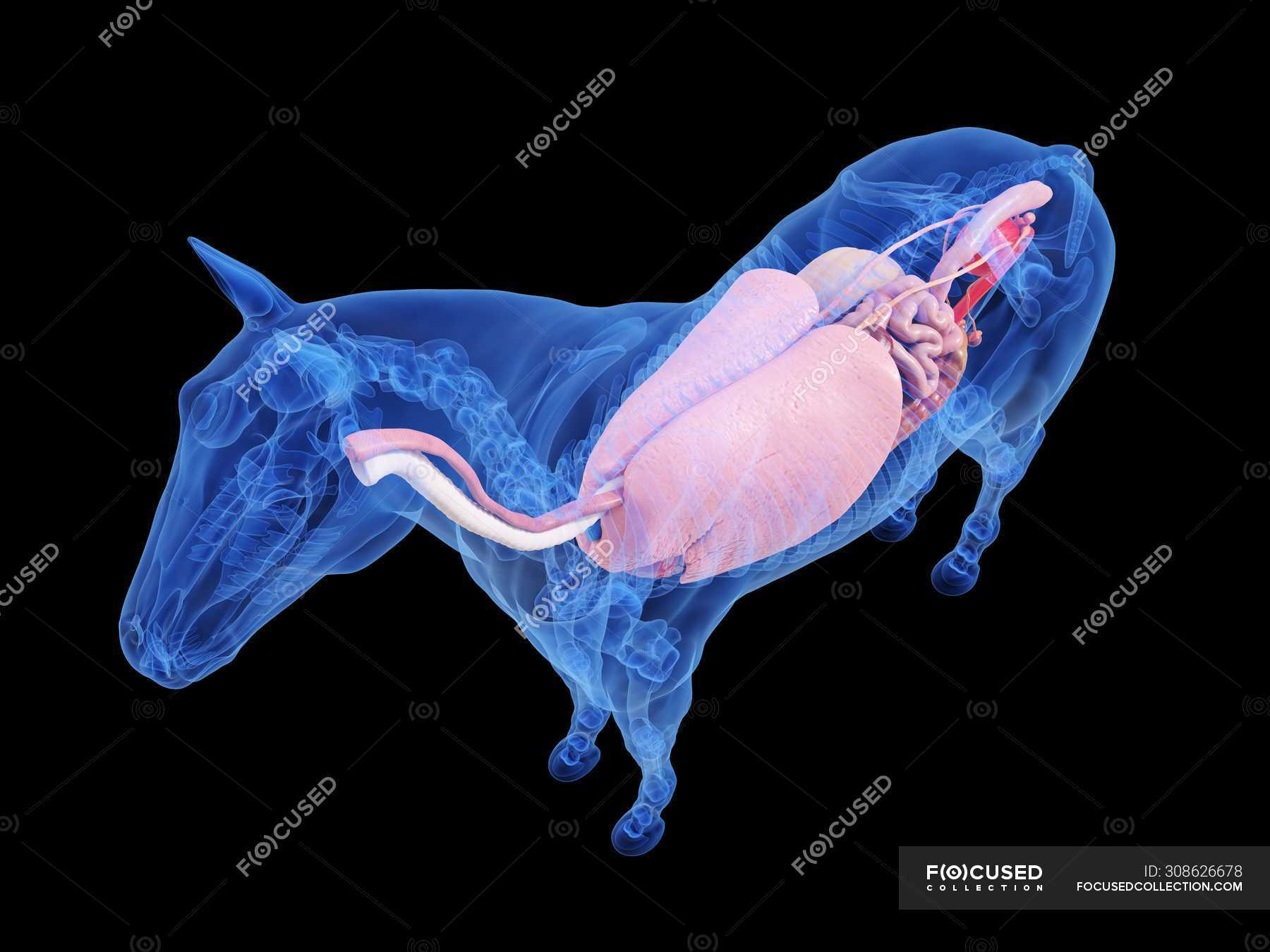 Horse anatomy with visible internal organs, computer illustration ...