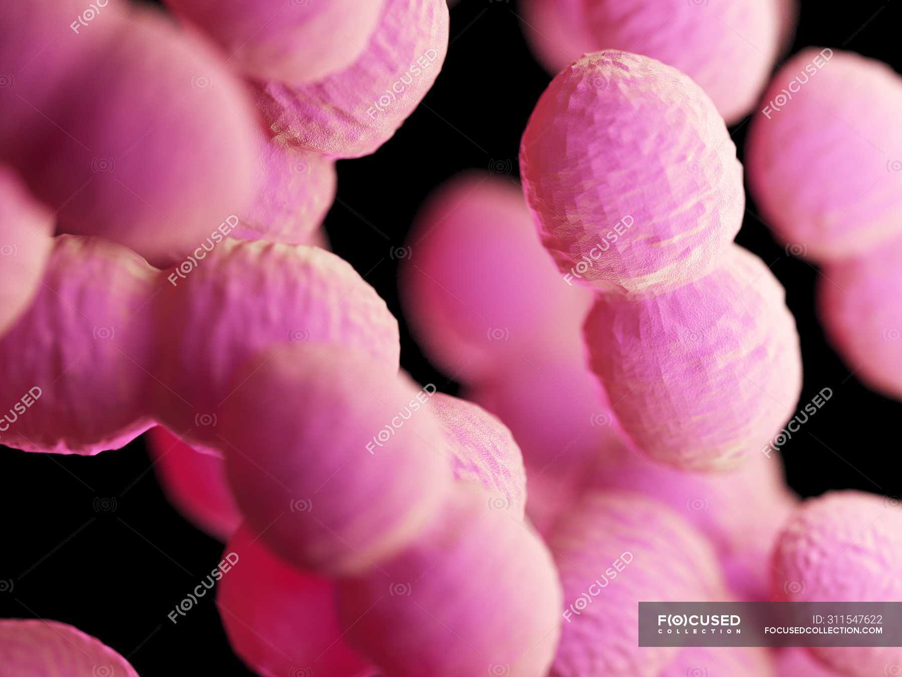 Pink Colored Enterococcus Bacteria Computer Illustration 3d