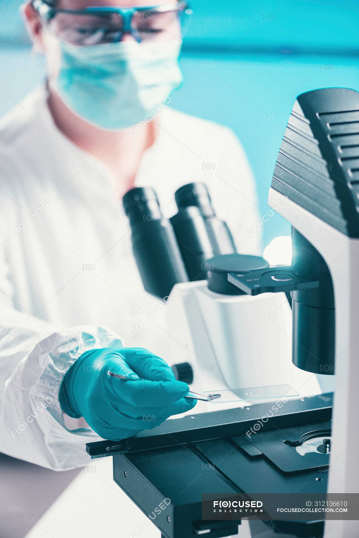 Examining bacterial sample under microscope. — biotechnology, petri ...