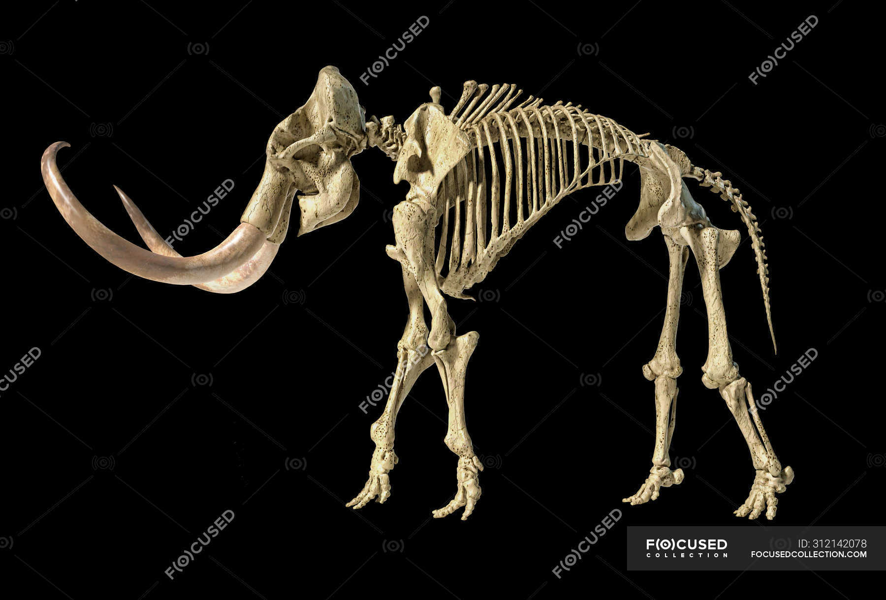 Woolly Mammoth Skeleton Realistic 3d Illustration Side View On Black Background — Body