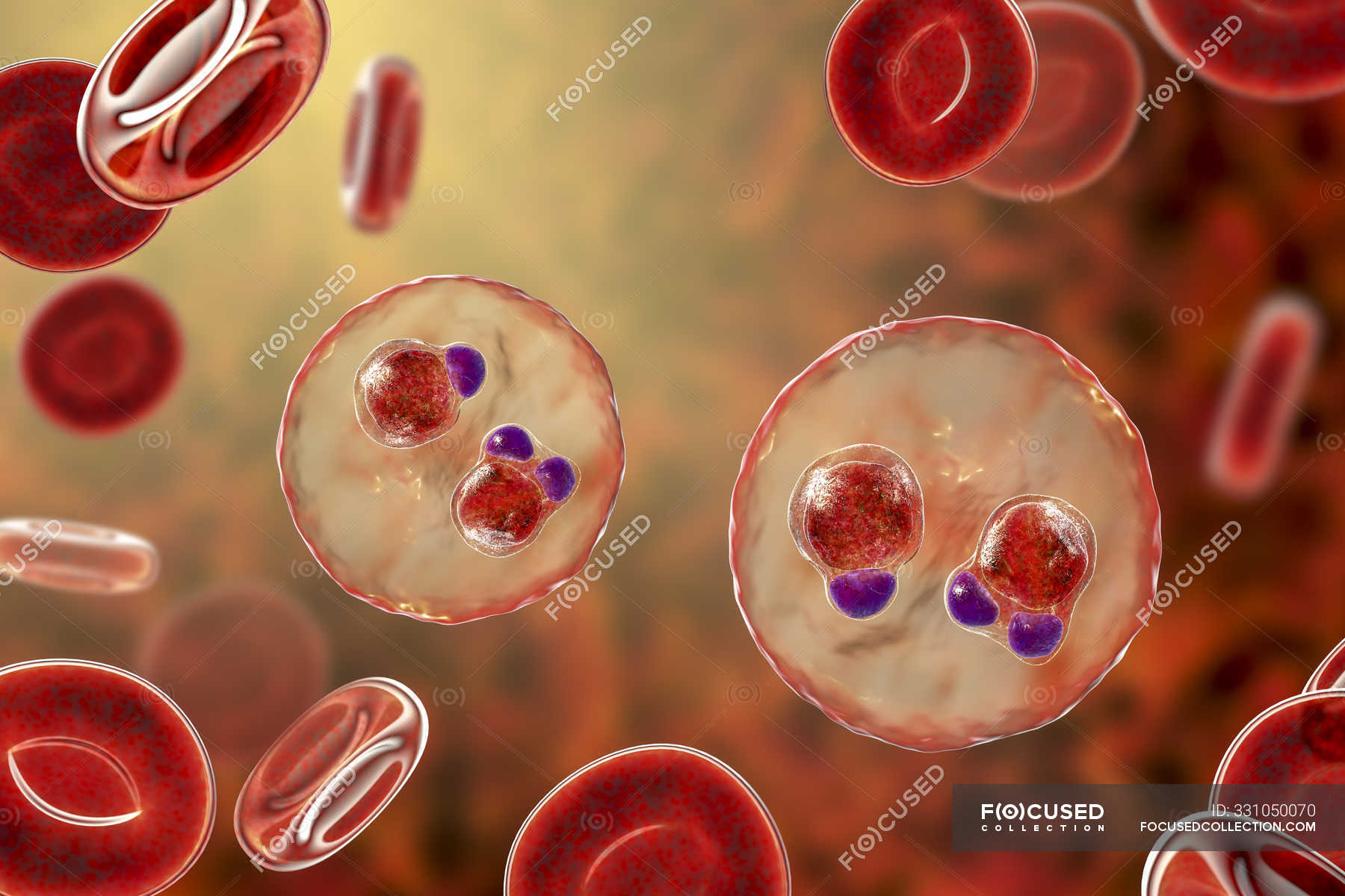 Protozoa Plasmodium Falciparum Causative Agent Of Tropical Malaria In