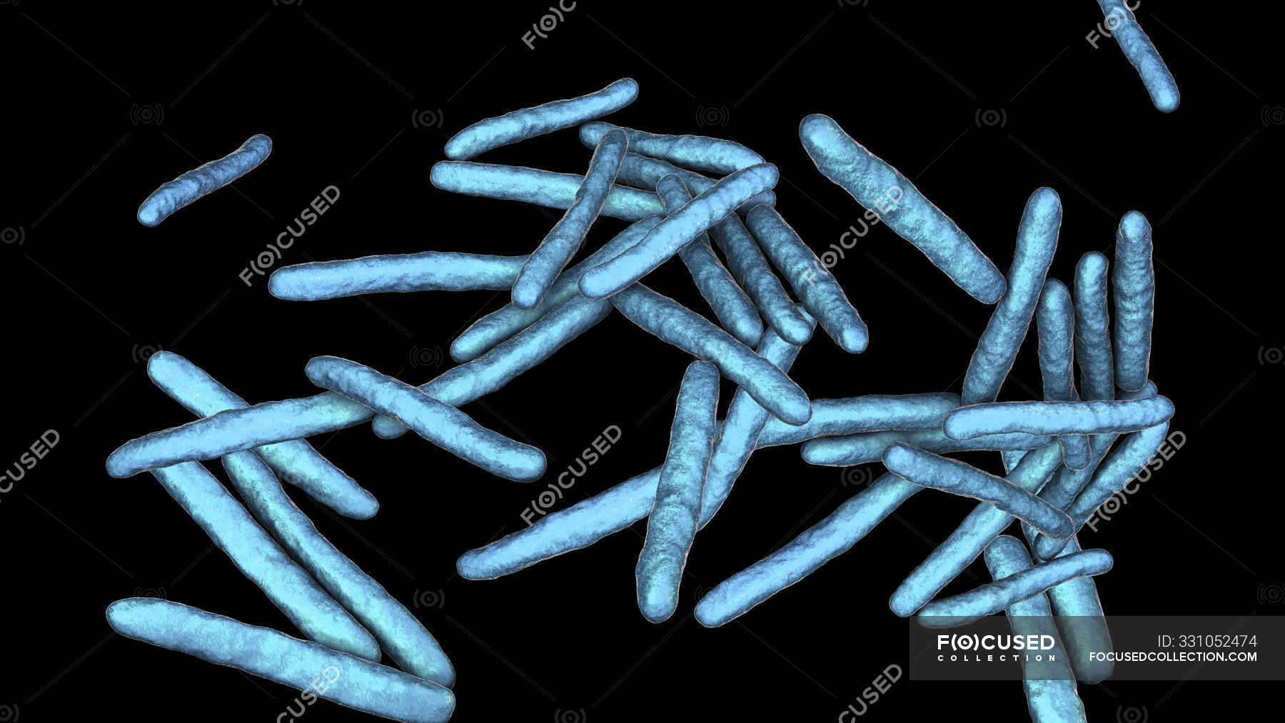 Digital illustration of Mycobacterium leprae gram-positive rod-shaped bacteria, causative agent ...