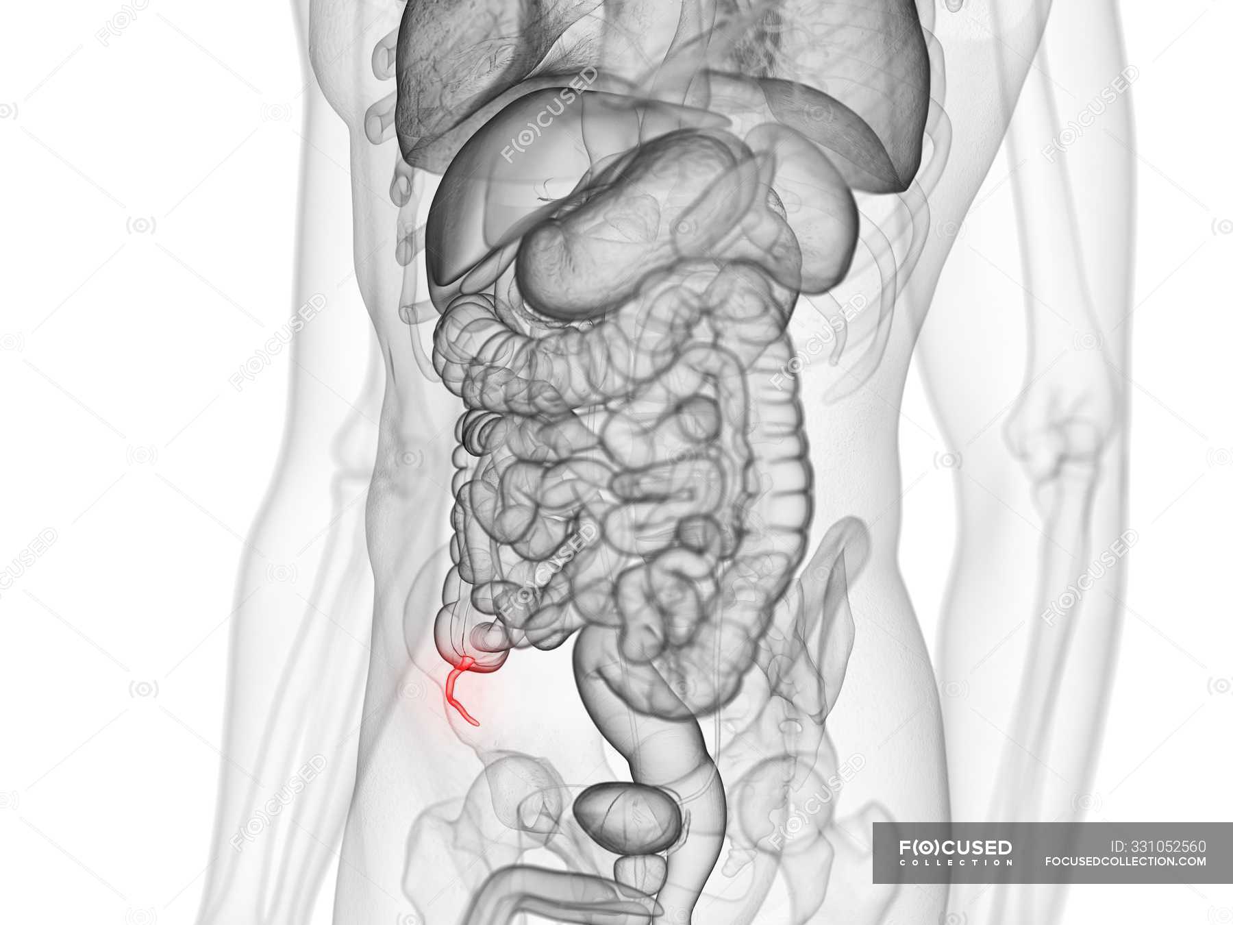 Anatomical Male Body With Colored Appendix Computer Illustration