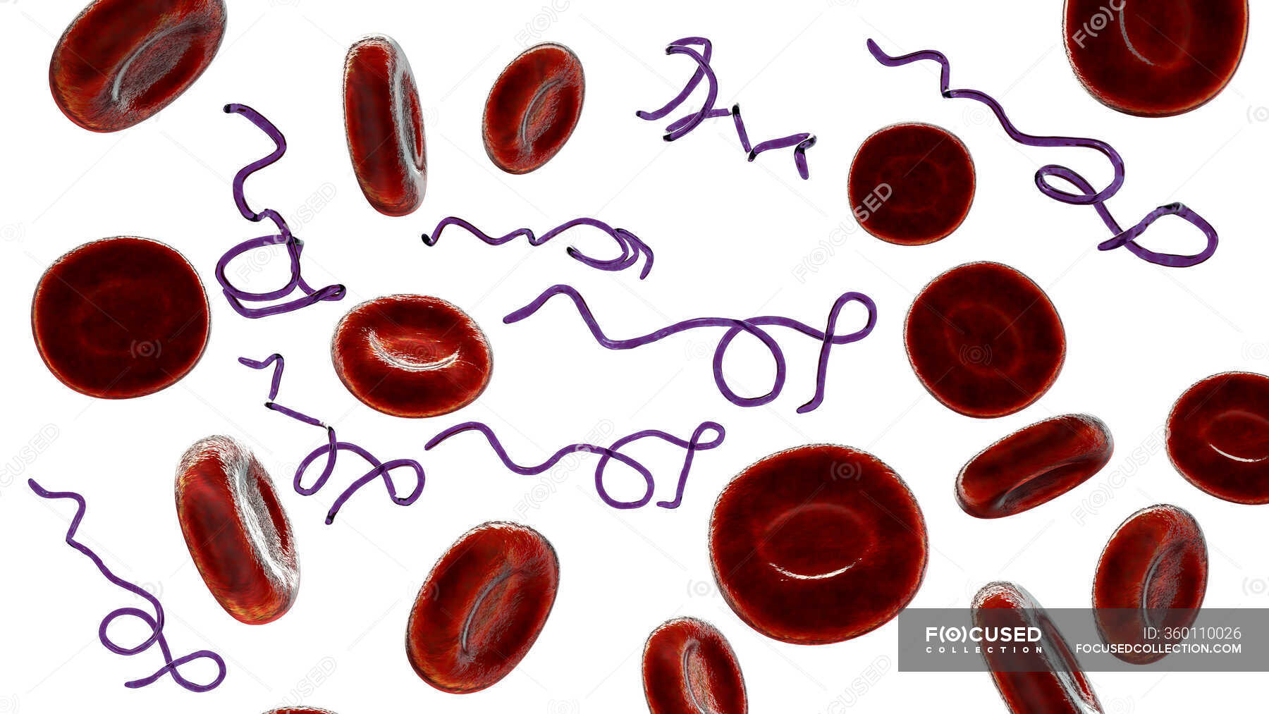 Computer Illustration Of Borrelia Bacteria In Blood Cgi Generated computer-illustration-of-borrelia-bacteria-in-blood-cgi-generated