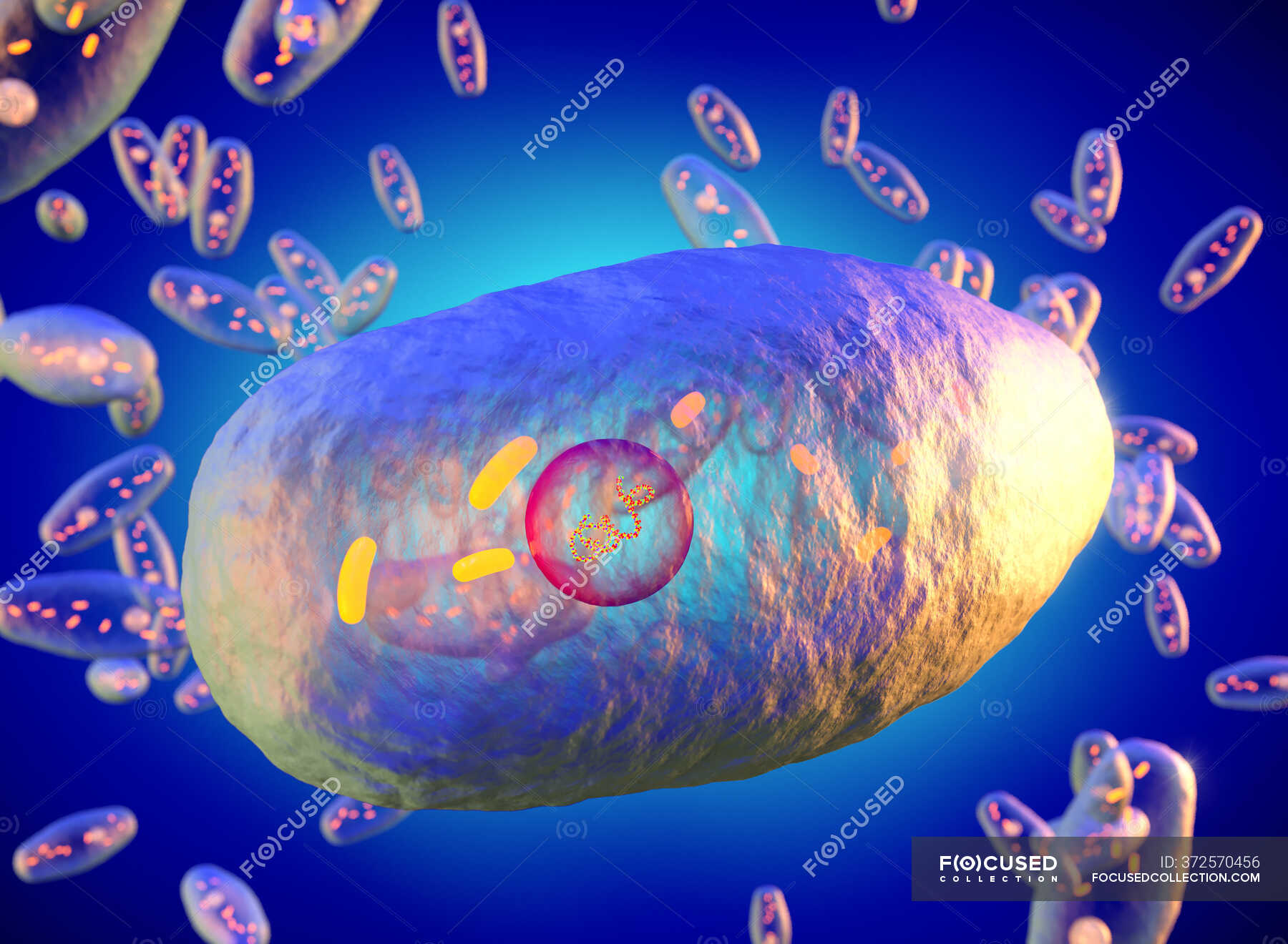 Bacteria de la tos ferina (Bordetella pertussis), ilustración. Estos ... Bacteria de la tos ferina (Bordetella pertussis), ilustración. Estos ...