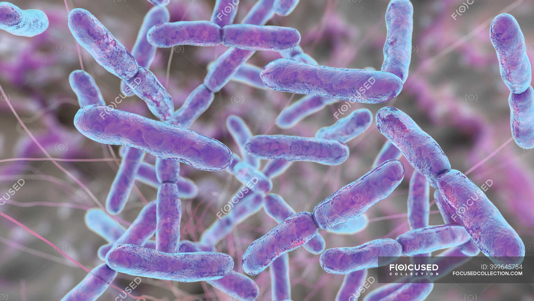 Bifidobacterium Bacteria Computer Illustration Bifidobacteria Are