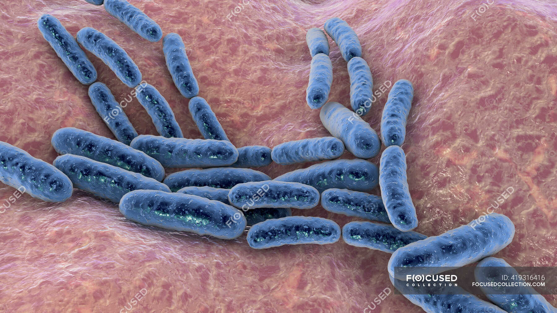 Bactérias Lactobacillus, ilustração computacional. Este é o principal ... Bactérias Lactobacillus, ilustração computacional. Este é o principal ...
