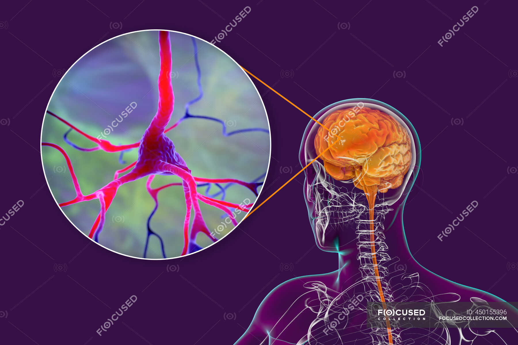 Human brain with close-up view of neurons, computer illustration ...